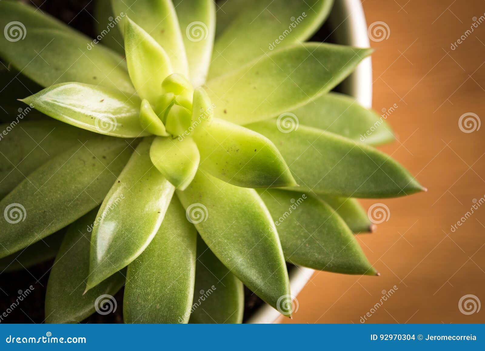 Aloe Vera stock photo. Image of growing, lounge, branches - 92970304