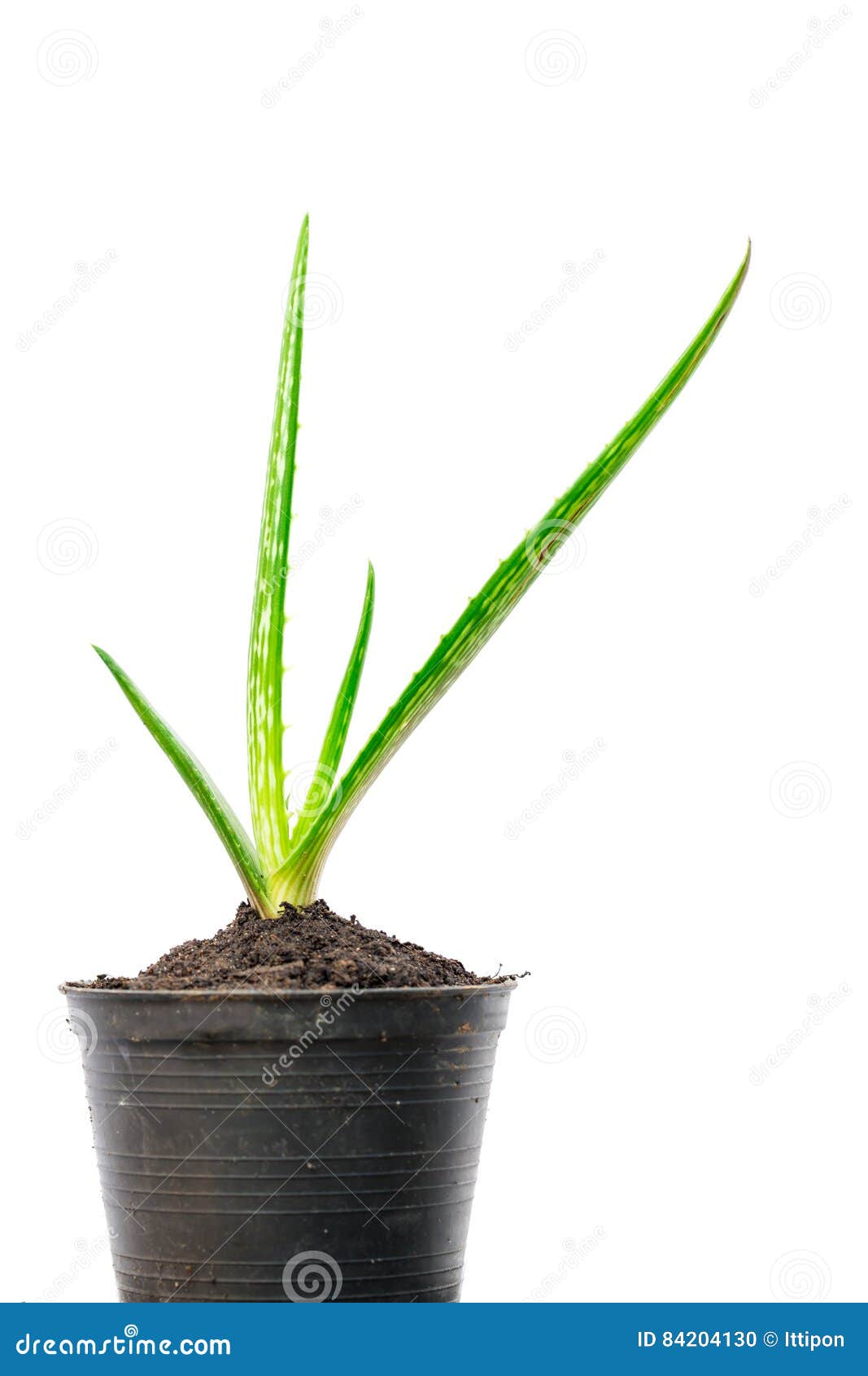 Aloe vera plant stem stock photo. Image of natural, background - 84204130