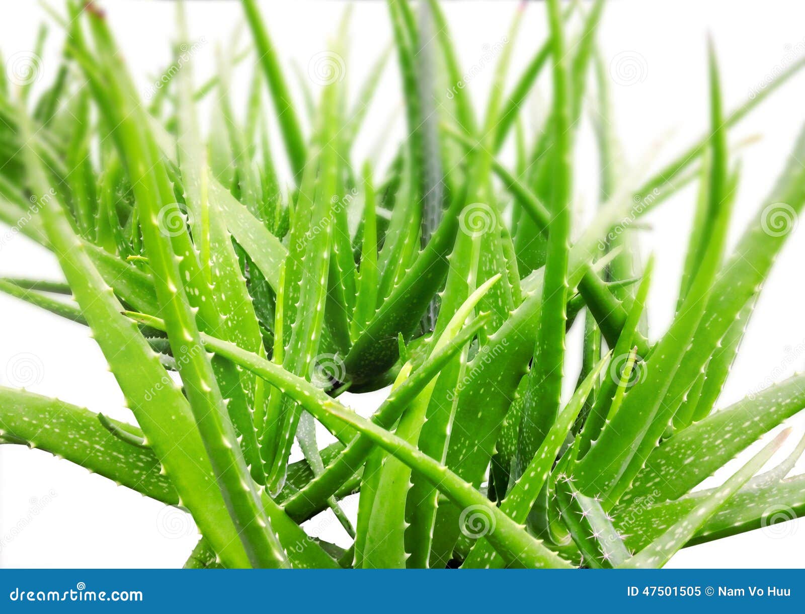 Aloe vera plant stock image. Image of horizontal, plant - 47501505