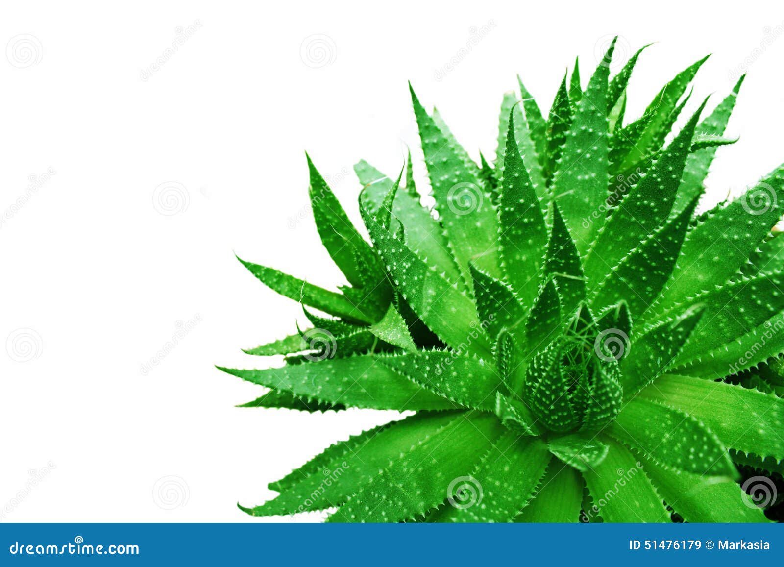 Aloe Vera stock image. Image of branch, houseplant, background - 51476179