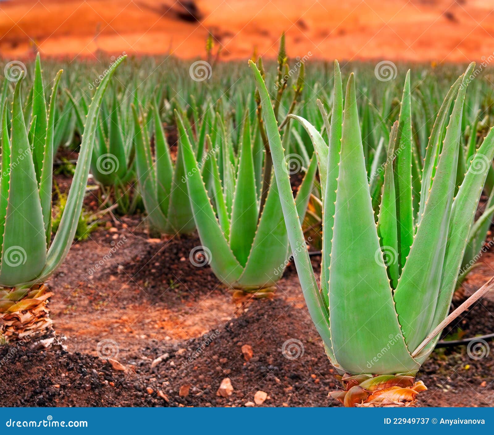Aloe vera plantation stock image. Image of medicine, desert - 22949737