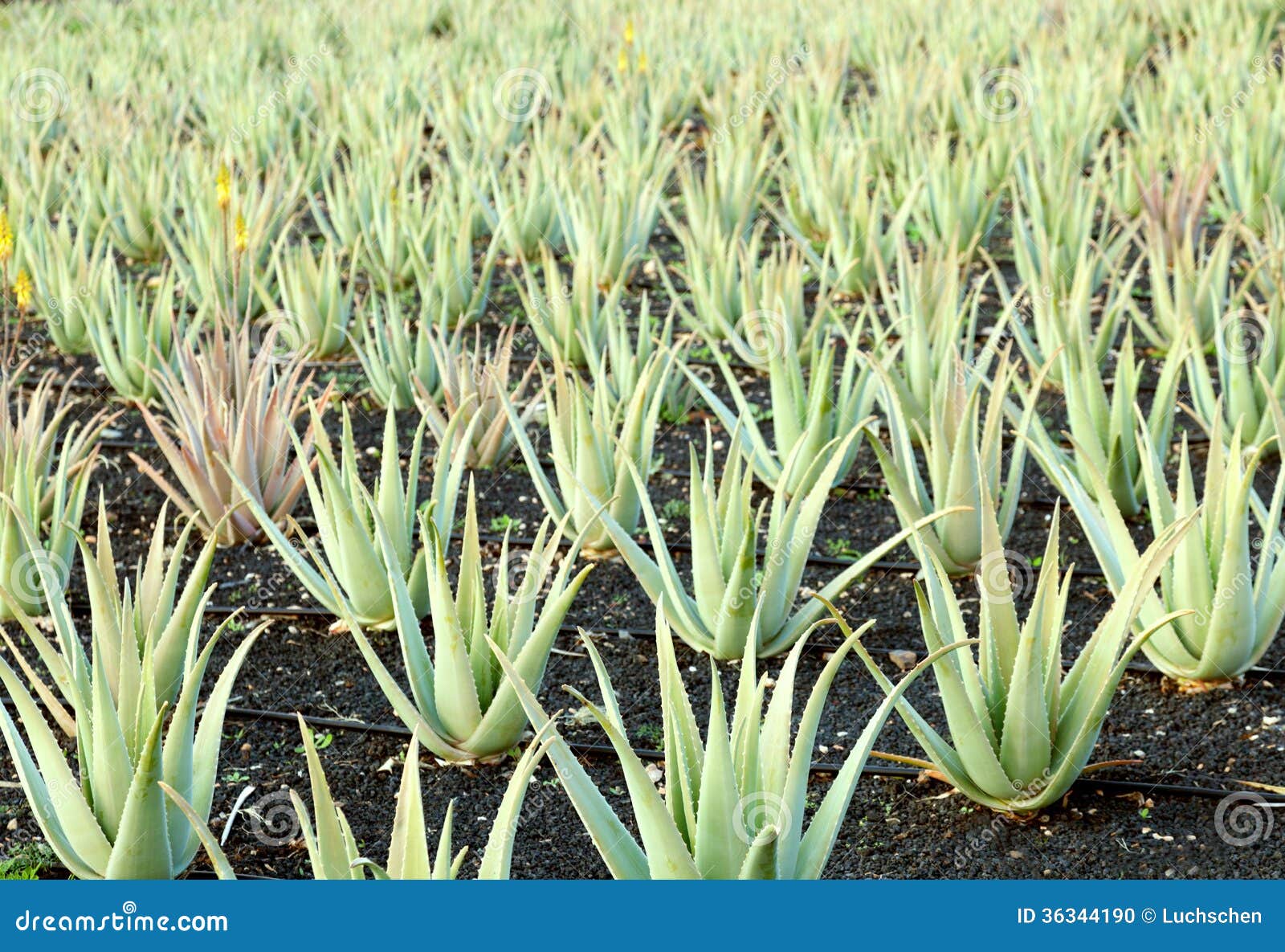 Aloe vera plantation stock photo. Image of healthcare - 36344190