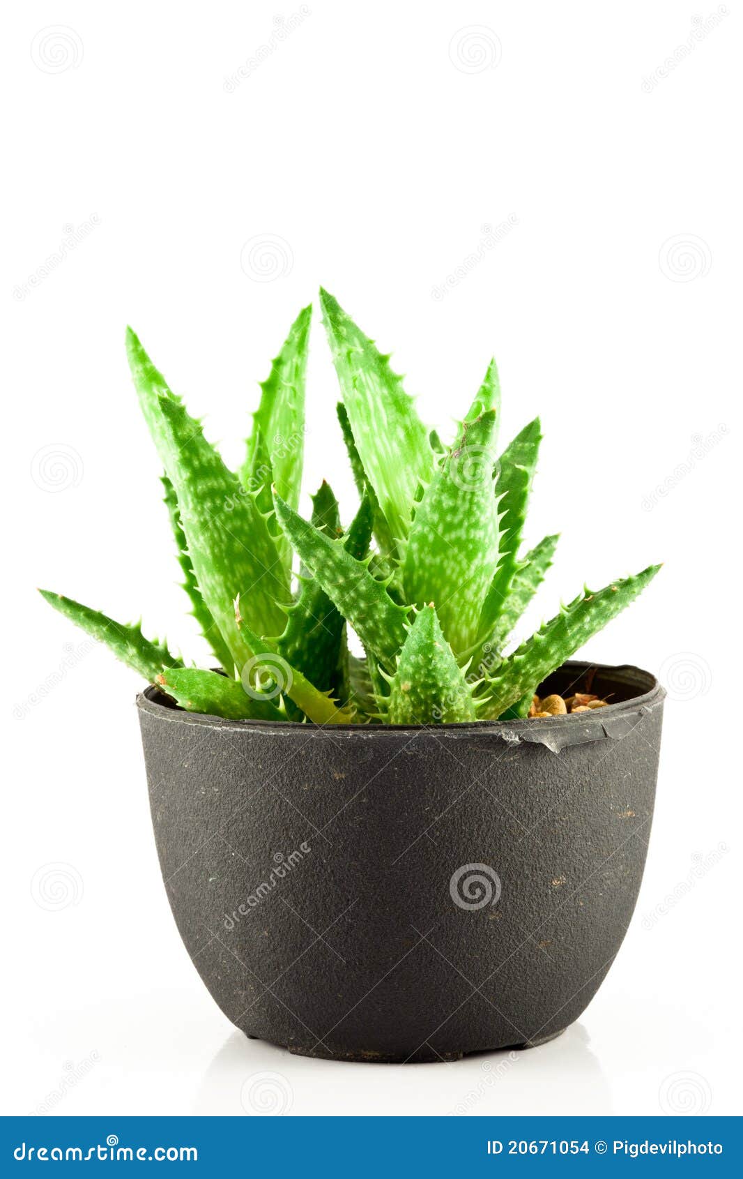 Aloe vera in a pot stock photo. Image of cosmetics, nature - 20671054