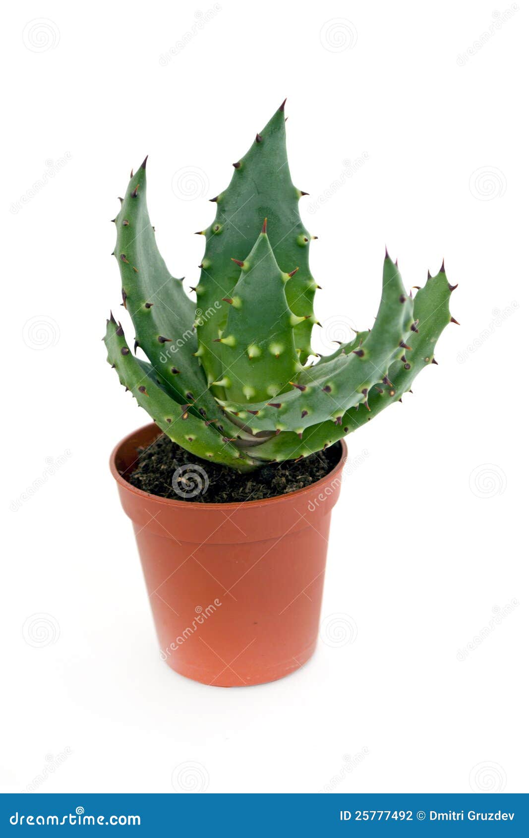 Aloe vera in a pot stock photo. Image of cactus, fresh - 25777492