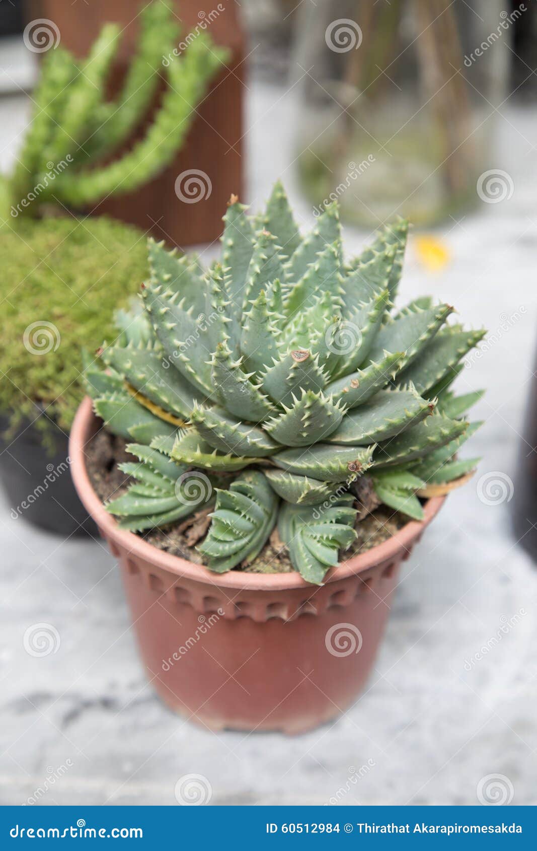 Aloe vera in pot stock photo. Image of detailed, herbal - 60512984