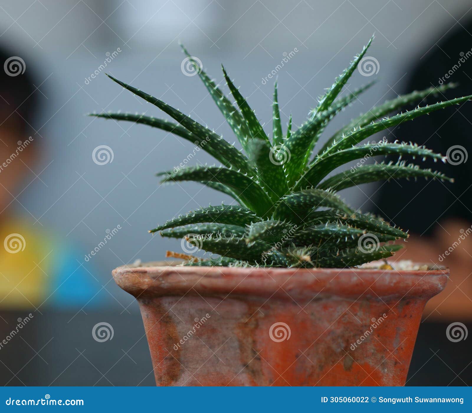 Aloe Vera in a Pot Sits on a Display Shelf in a Restaurant. Stock Photo ...