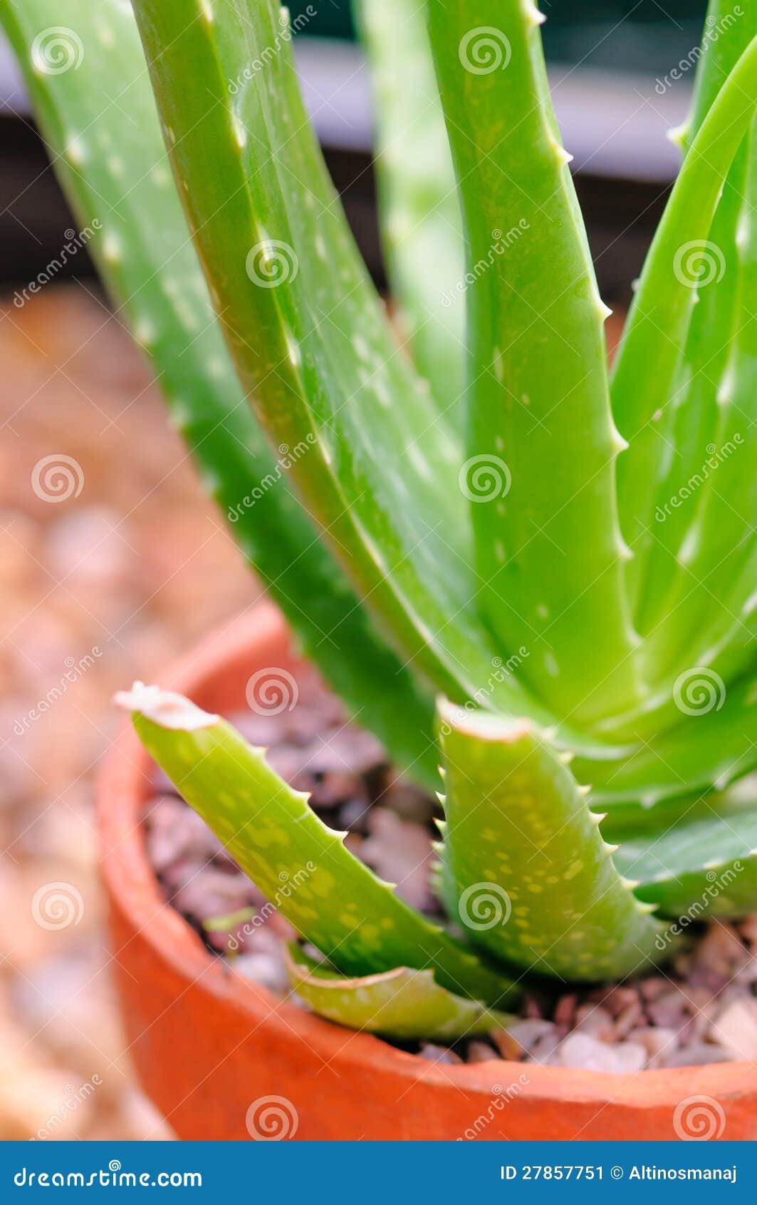 Aloe Vera potted plant stock image. Image of vases, cactus - 27857751