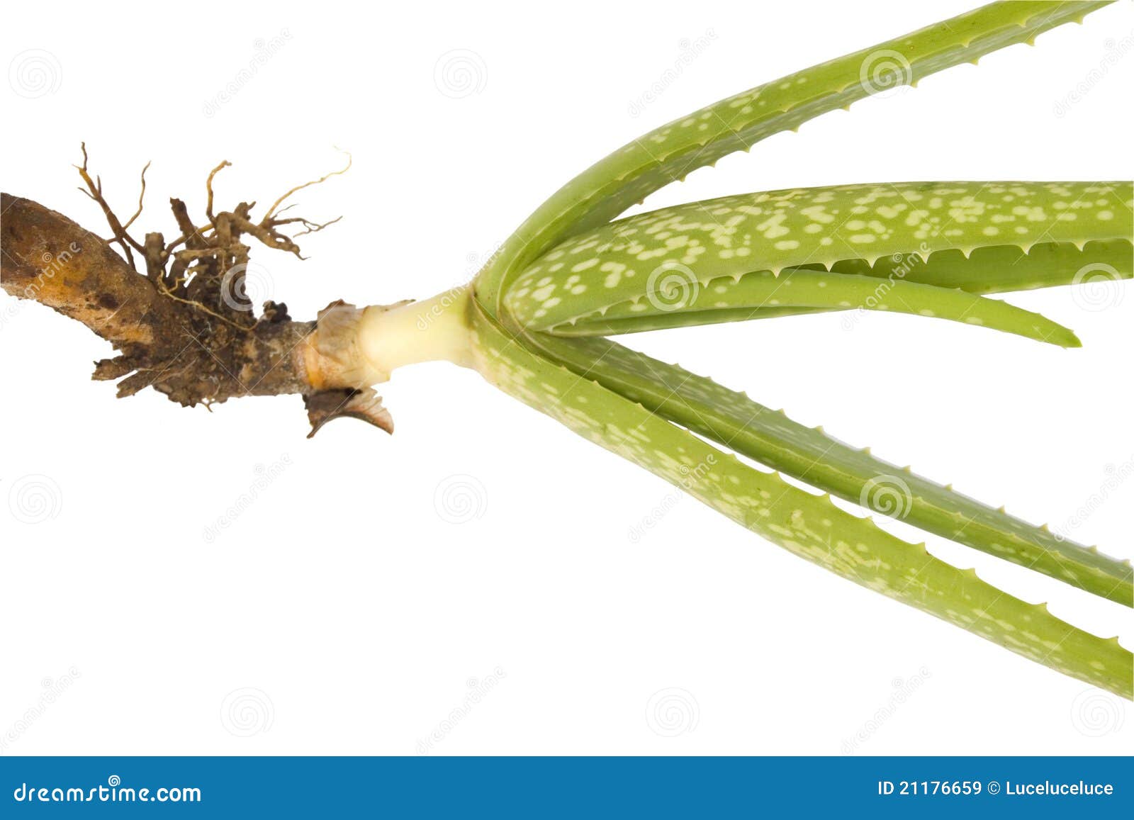 Aloe Vera And Root Isolated On White Background Stock Image - Image of ...