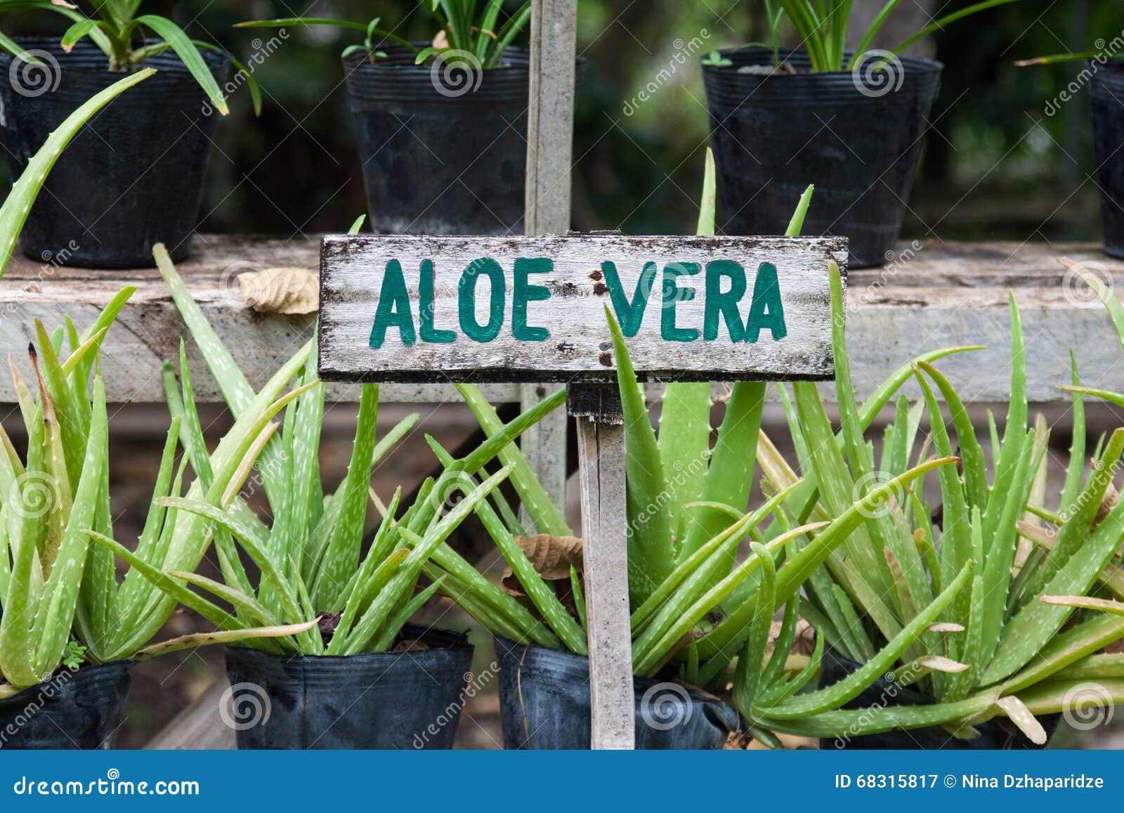 Aloe vera sign stock image. Image of ingredient, plant - 68315817