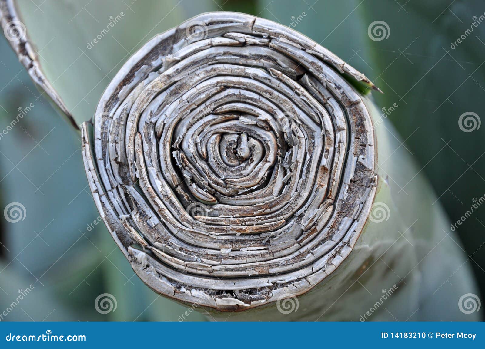 Aloe vera sliced section stock photo. Image of green - 14183210