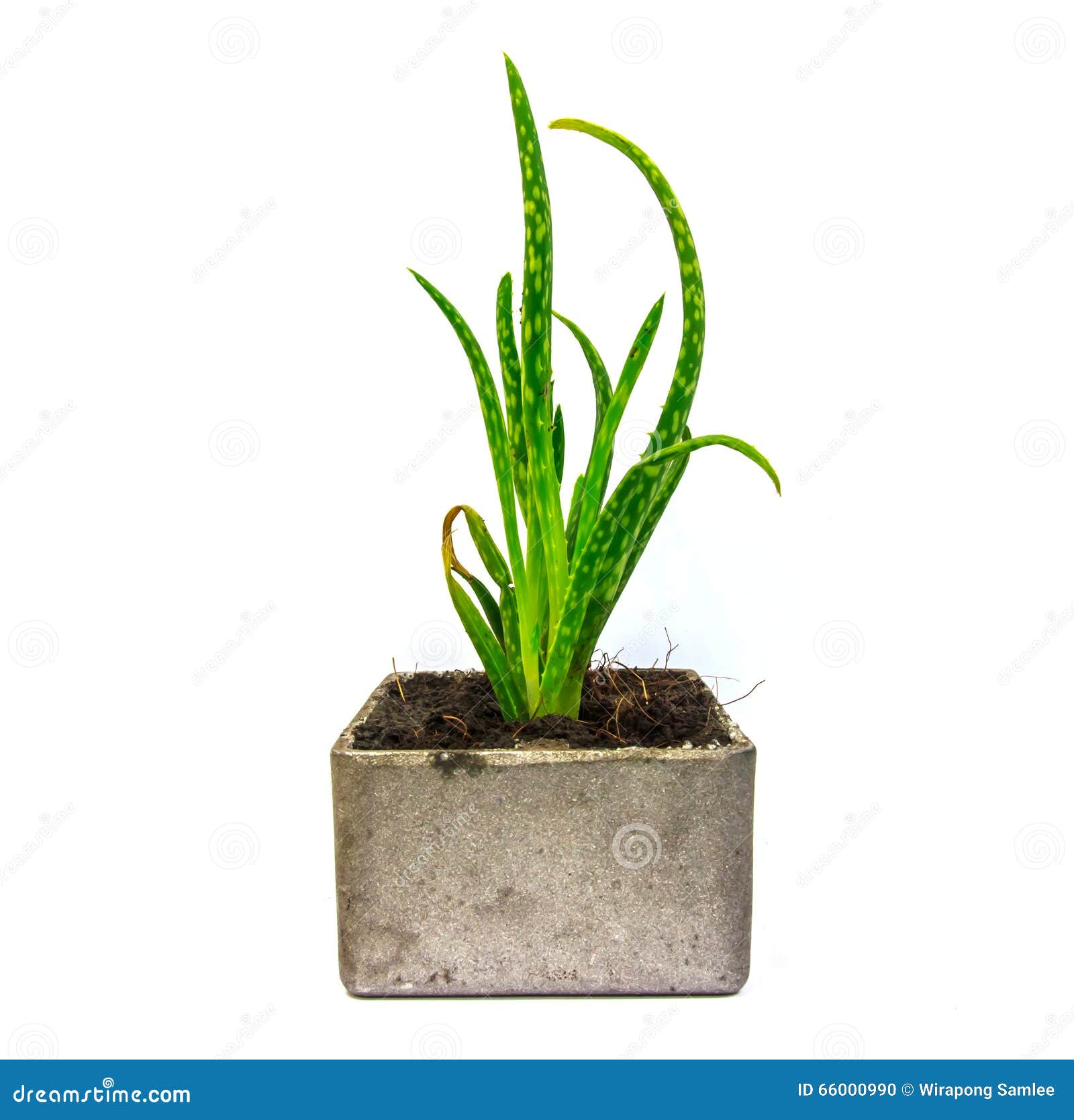Aloe Vera Small Plant Cactus Stock Photo - Image of detail, desert ...