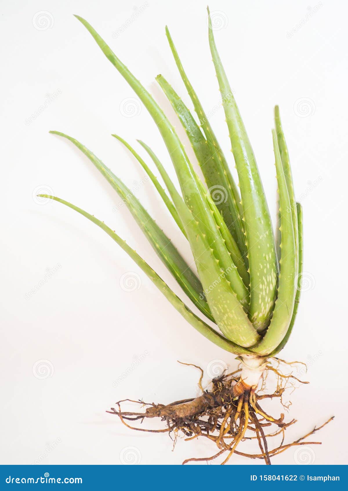 Aloe Vera Star Cactus Isolated on a White Background Stock Photo ...