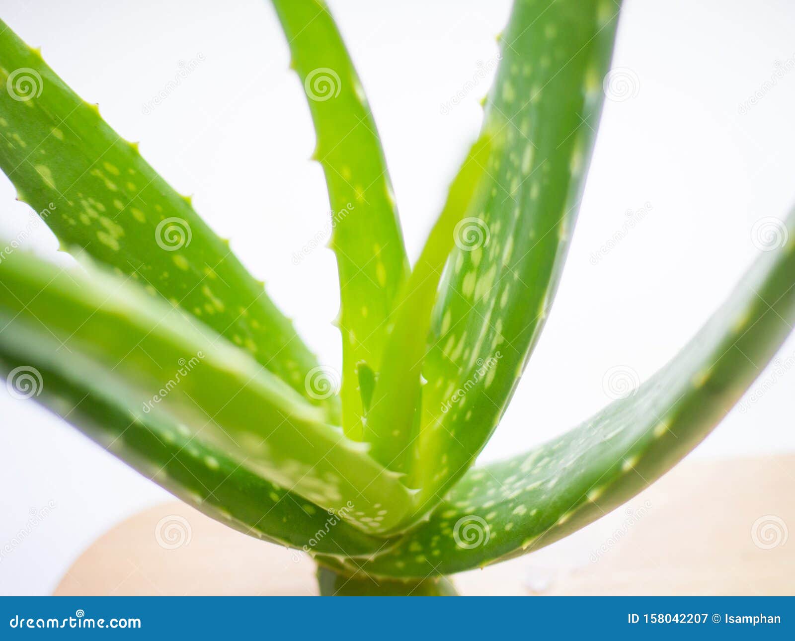 Aloe Vera Star Cactus Isolated on a White Background Stock Image ...