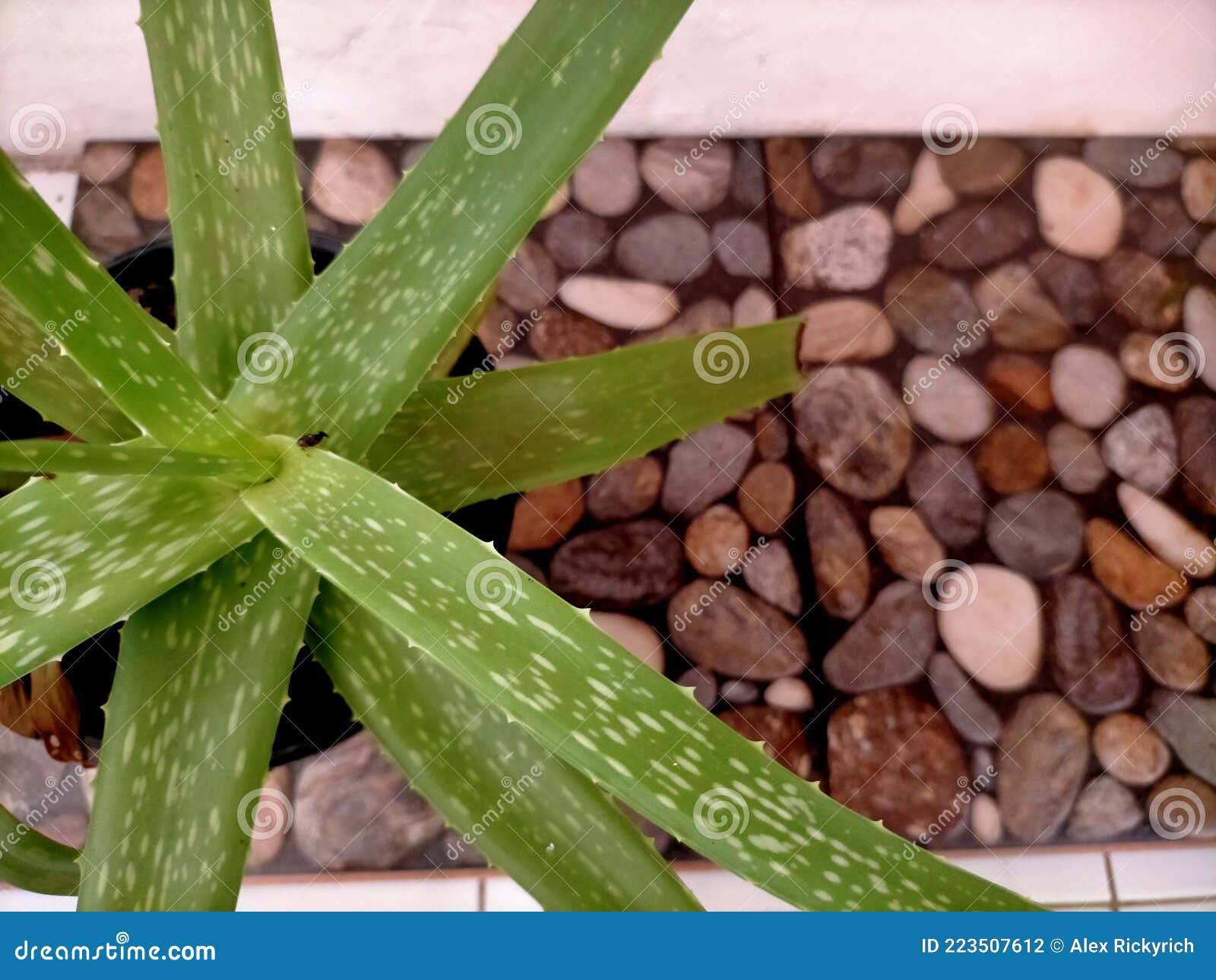 Aloe Vera at Stone Background Stock Photo - Image of background, lawn ...