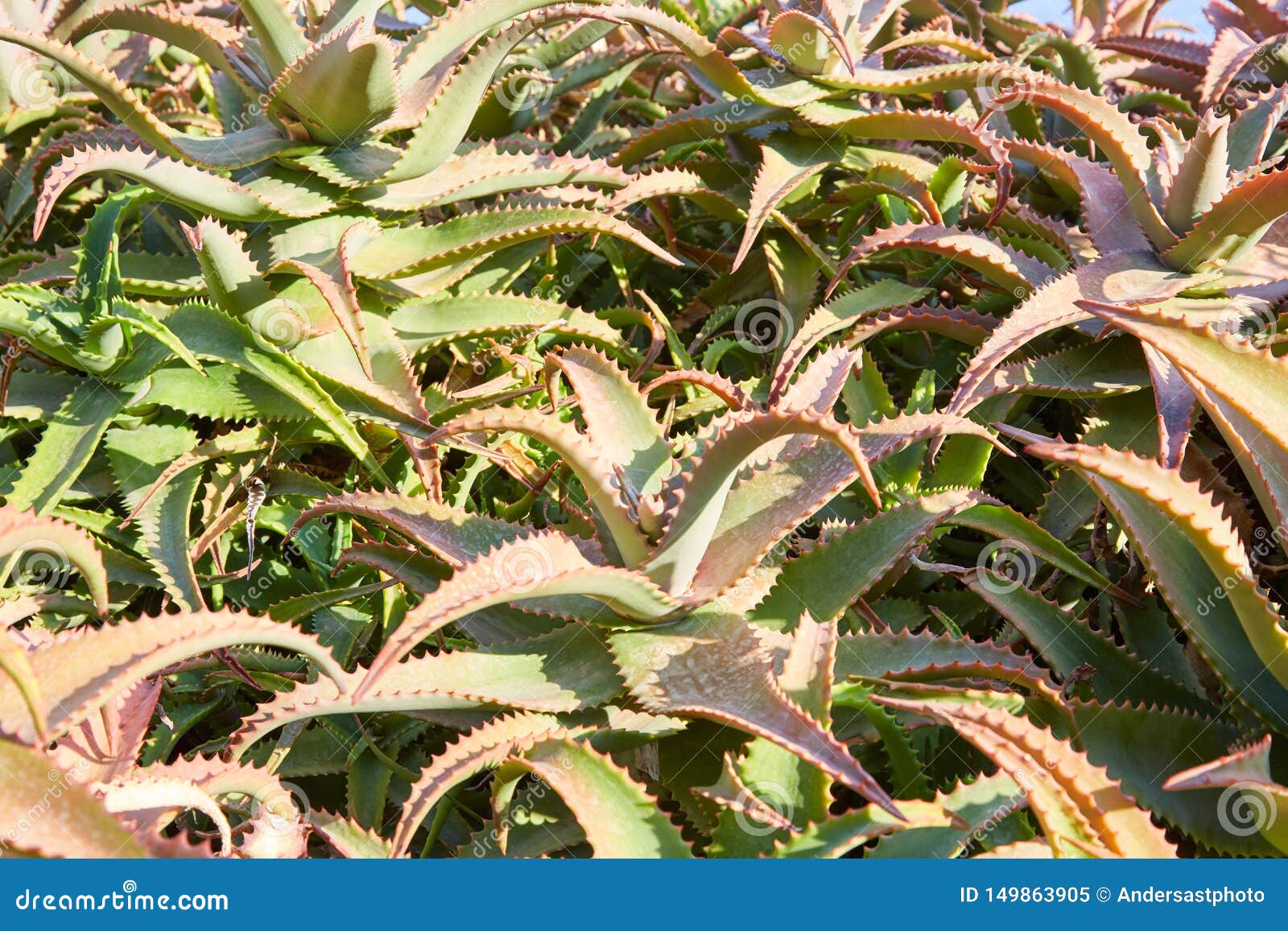 Aloe Vera, Succulent Plants Texture Background in Sunlight Stock Image ...