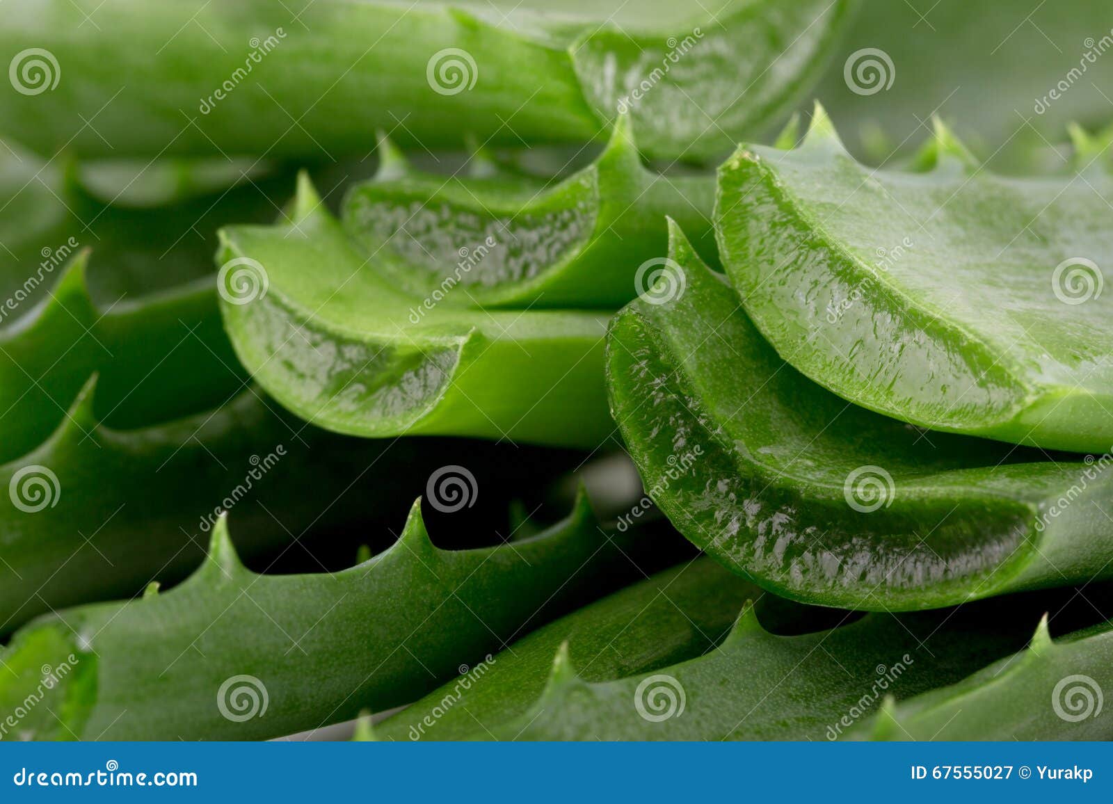 Aloe vera texture stock image. Image of thorn, macro - 67555027