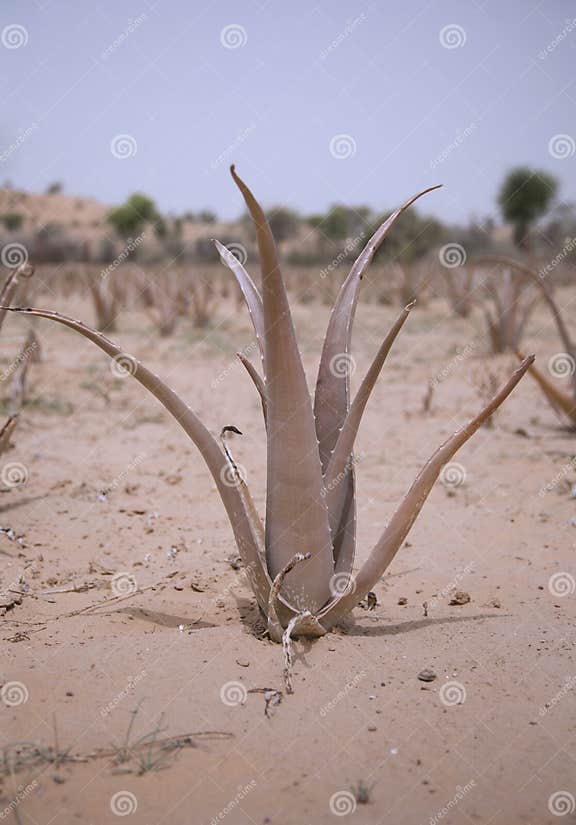 Aloe Vera in the Thar Desert Stock Photo - Image of plant, desert: 20720144