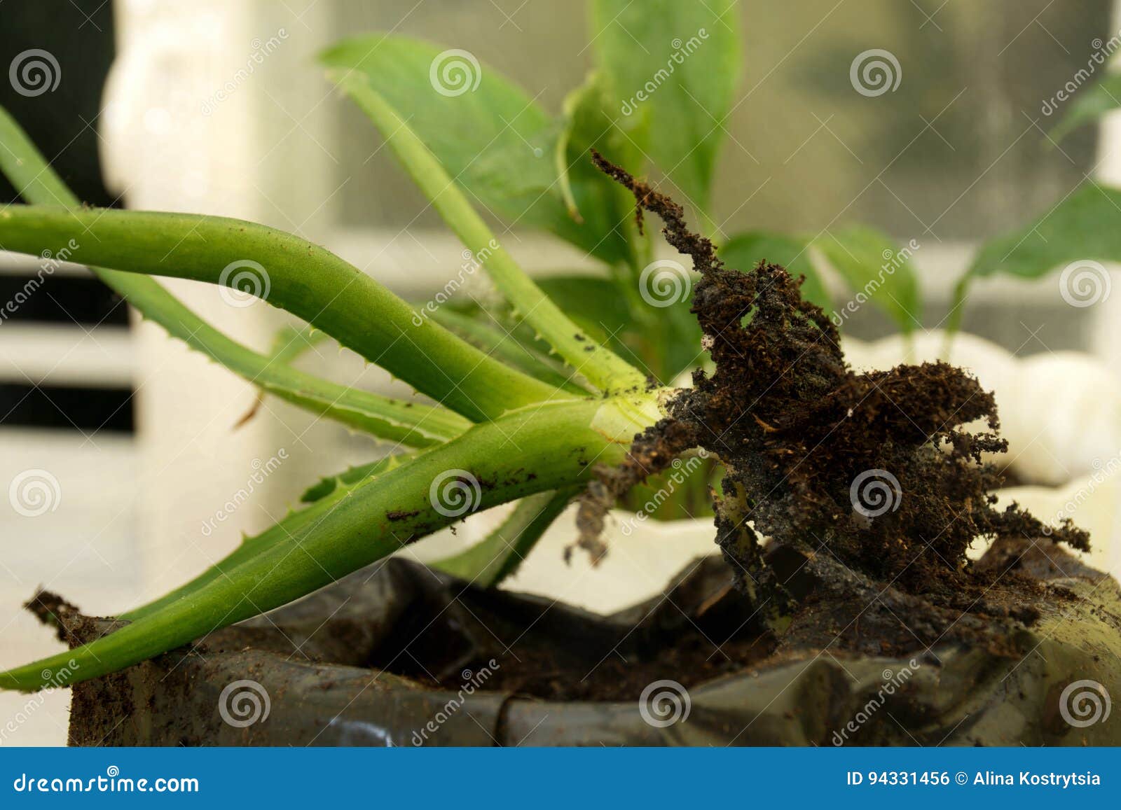 Aloe Vera Transplantation at Home Stock Photo - Image of botanical ...
