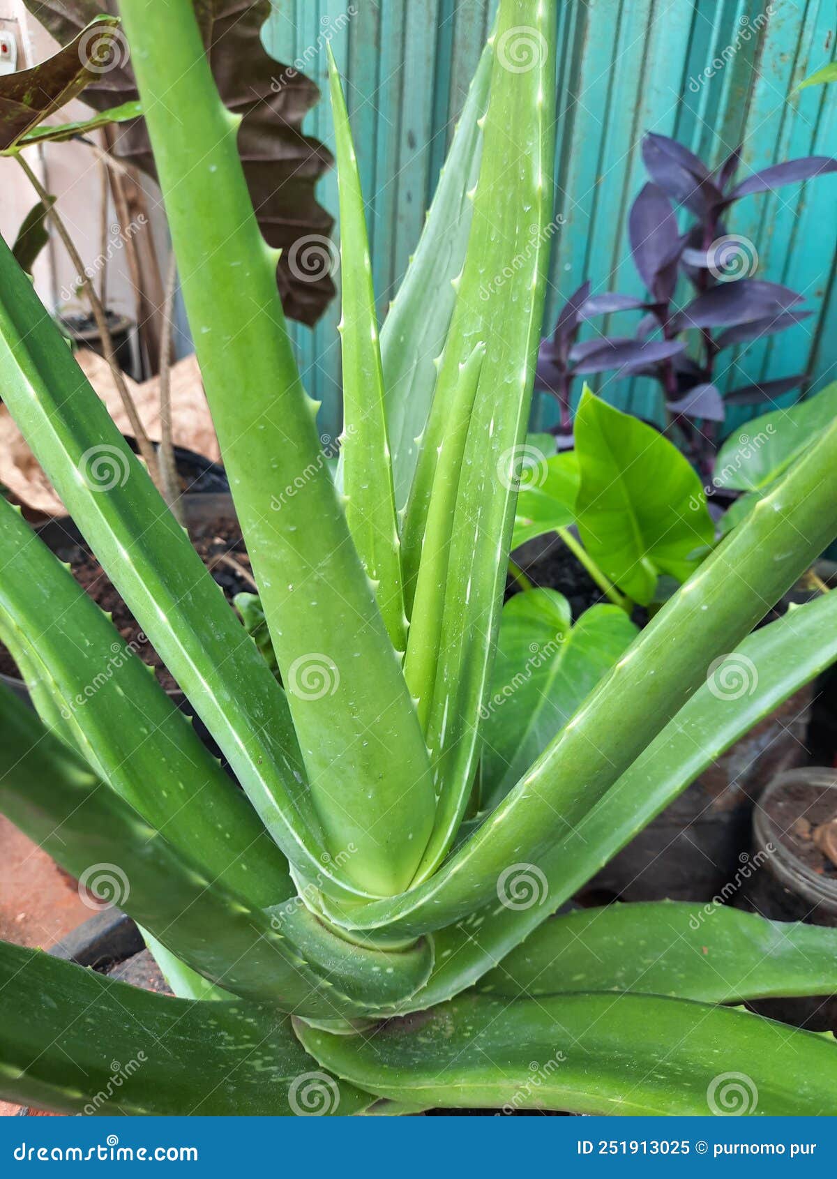 Aloe vera tree stock image. Image of lawn, crop, herb - 251913025