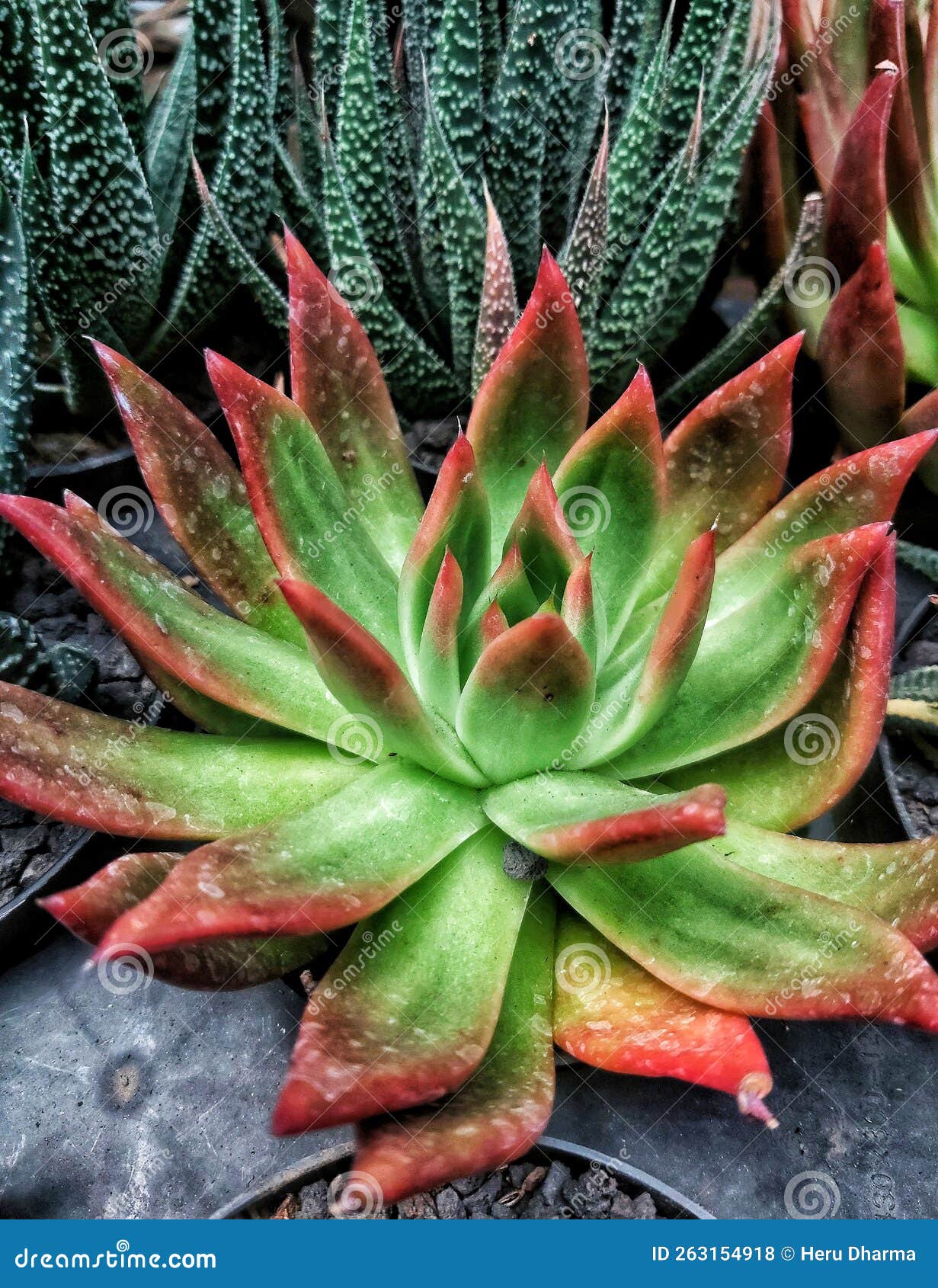 Aloe Vera Tree in Flower Shop Stock Photo - Image of thorns, food ...