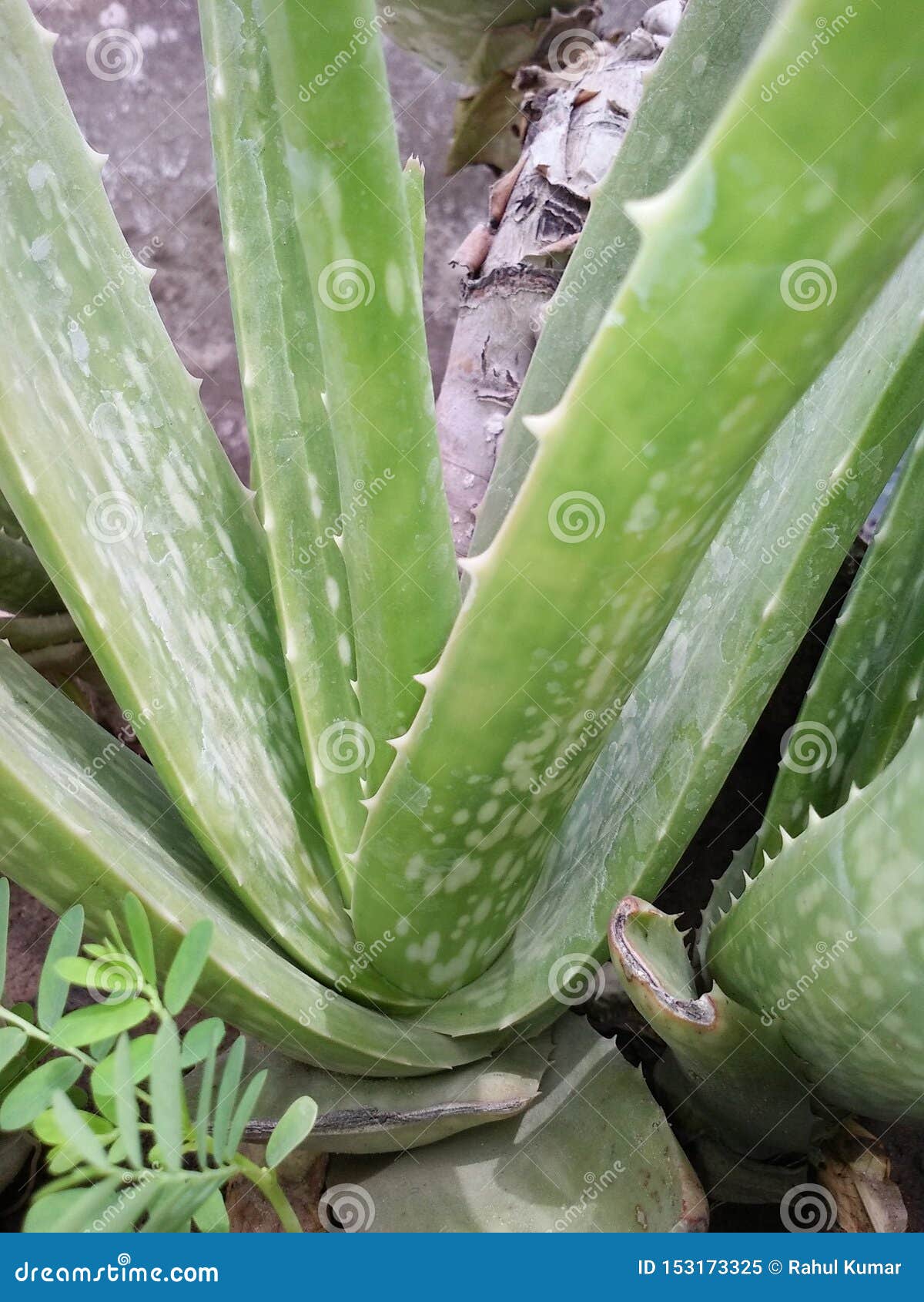 Aloe vera tree stock image. Image of green, aloe, vera - 153173325