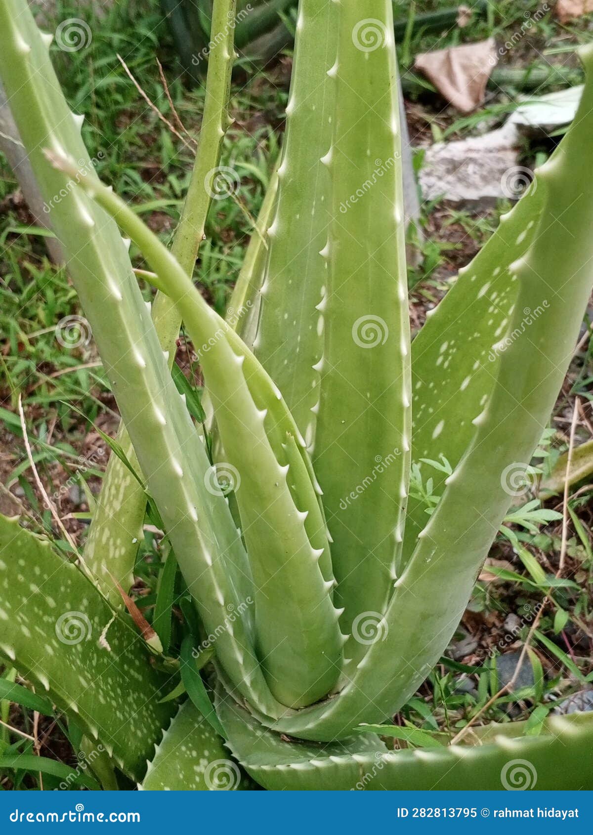 Aloe Vera Tree Grows in the Front Garden of the House Stock Image ...