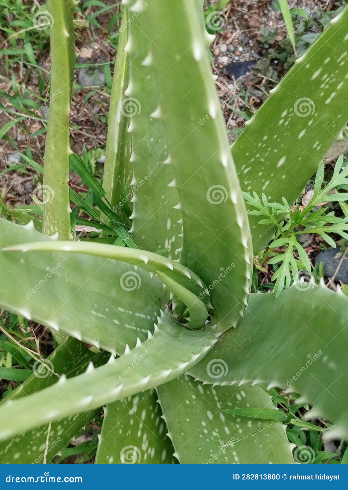 Aloe Vera Tree Grows in the Front Garden of the House Stock Photo ...