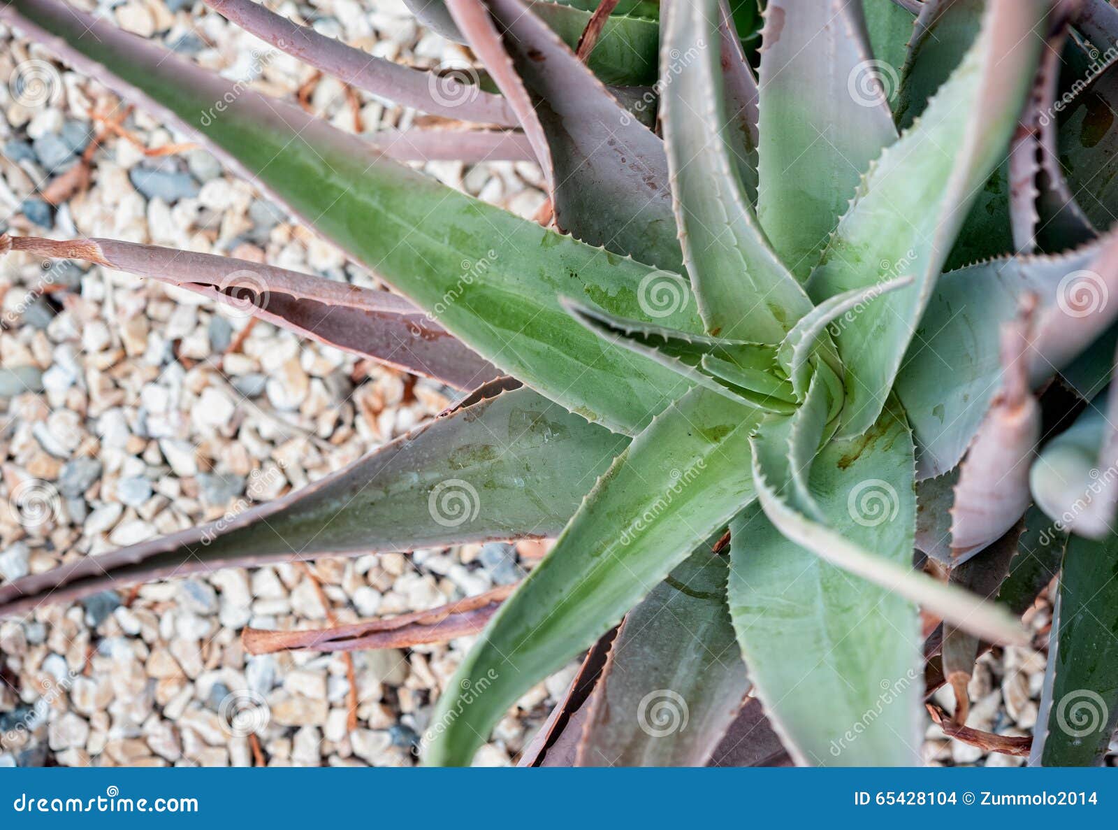 Aloe-vera stock photo. Image of tropical, cosmetic, pharmaceutical ...
