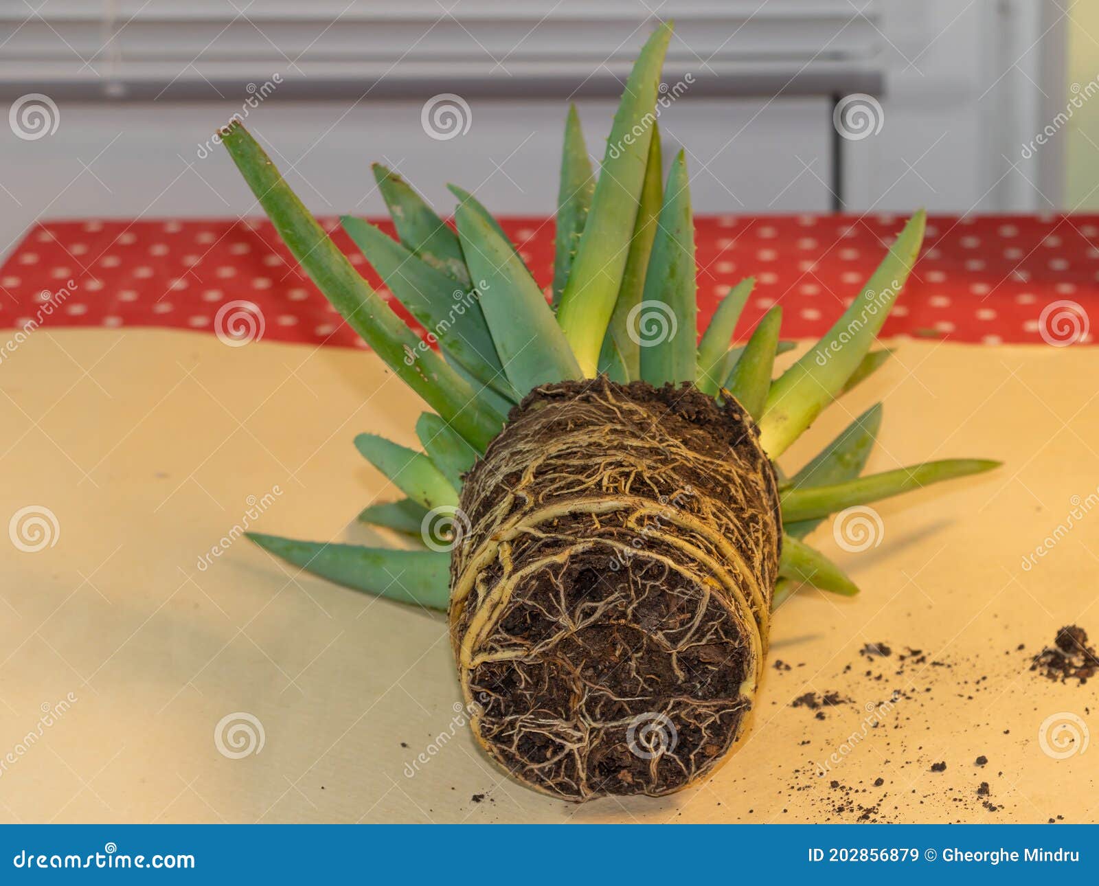Aloe Vera with Very Strong and Healthy Roots, in Process of Repotting ...