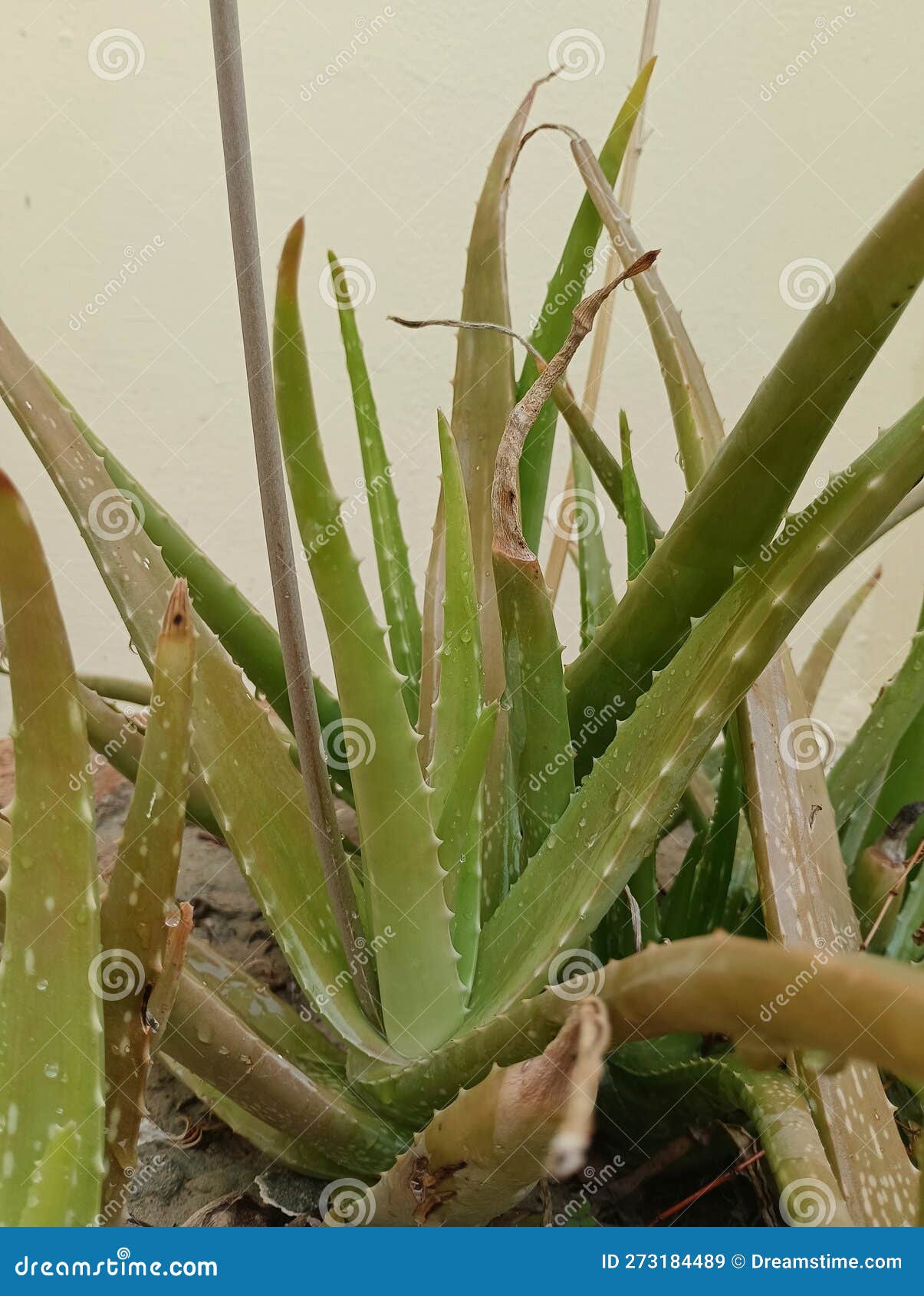 Aloe Vera after Watering and Has Old Color Stock Image - Image of cure ...
