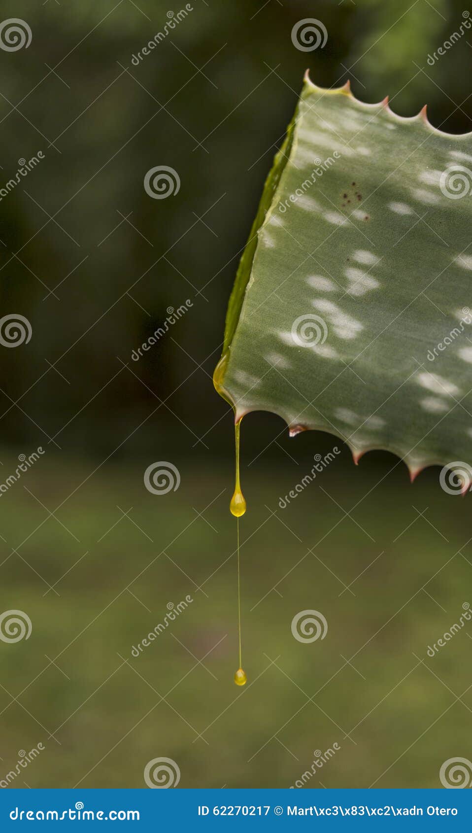 Aloe vera stock image. Image of macro, care, close, grow - 62270217