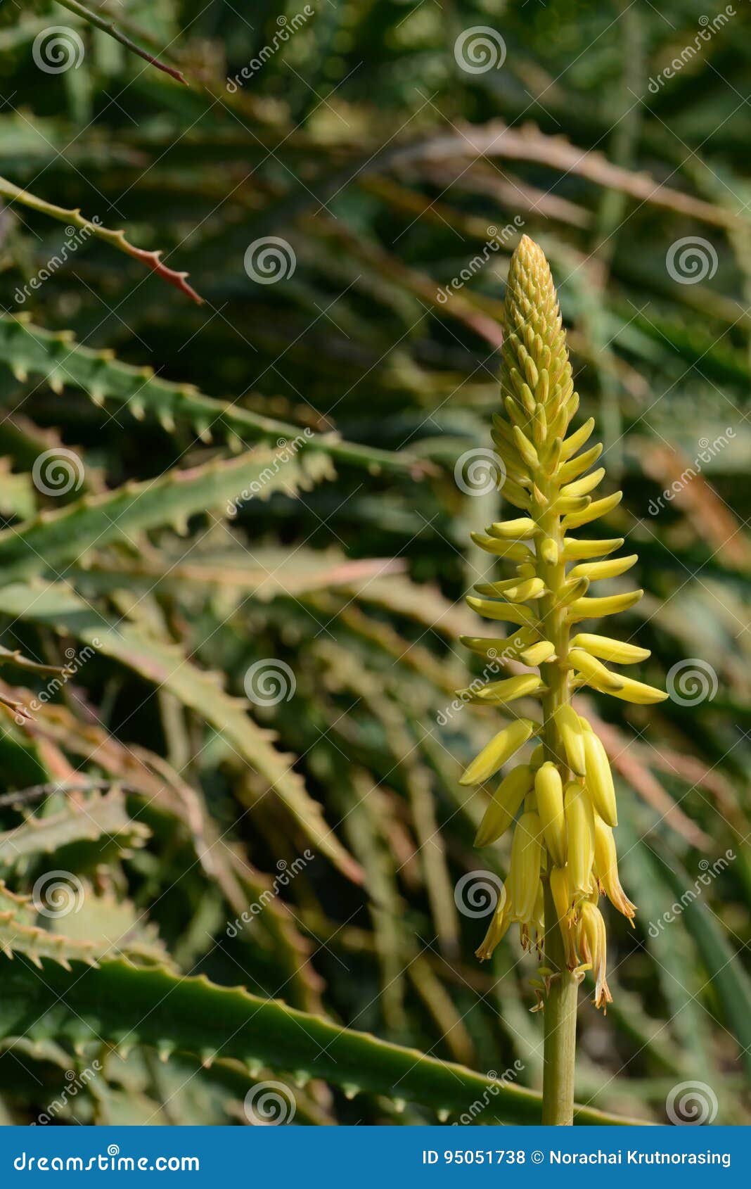 Aloe Vera stock photo. Image of herbal, outdoor, corolla - 95051738