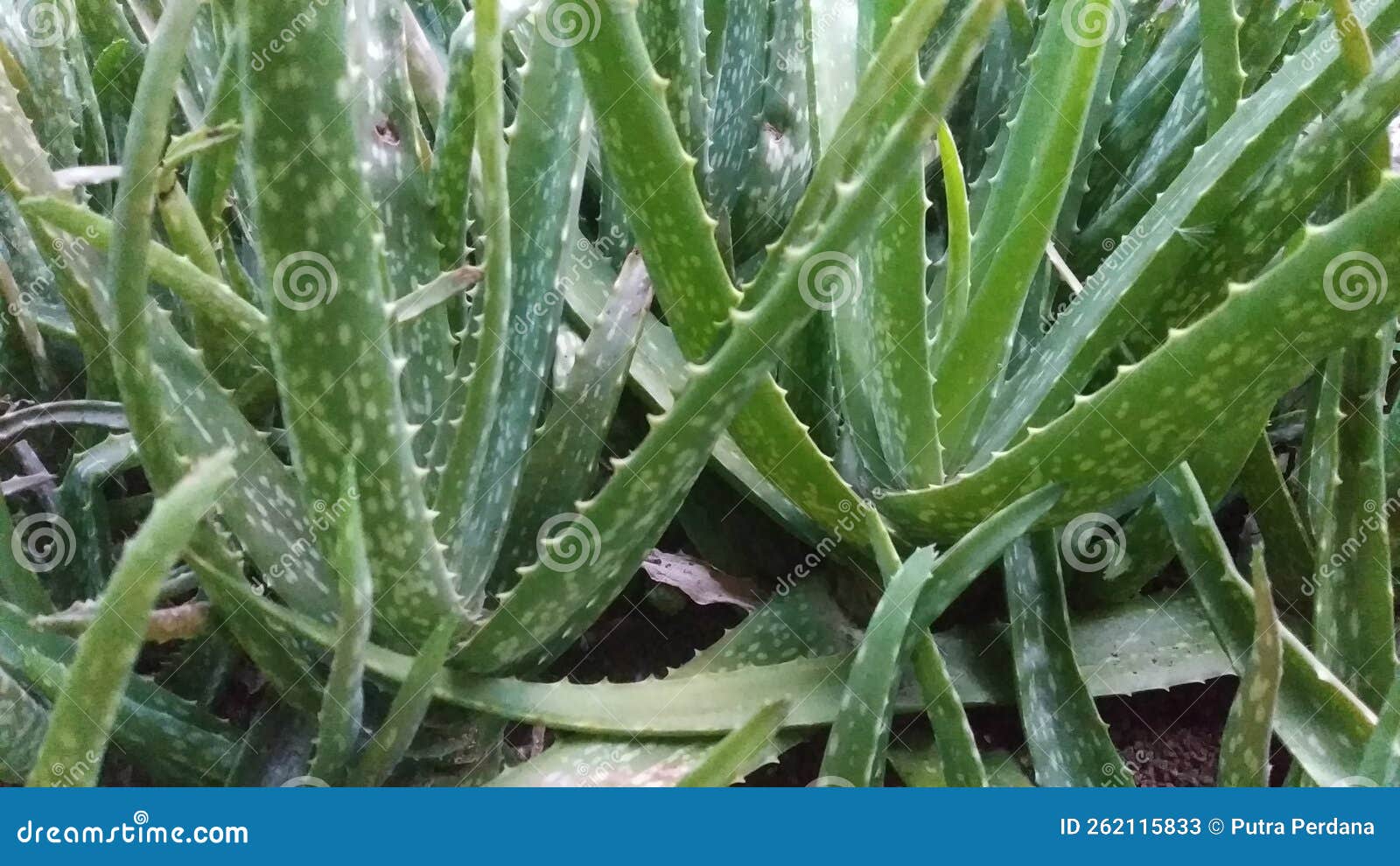 Aloe Verra plant stock image. Image of group, verra - 262115833