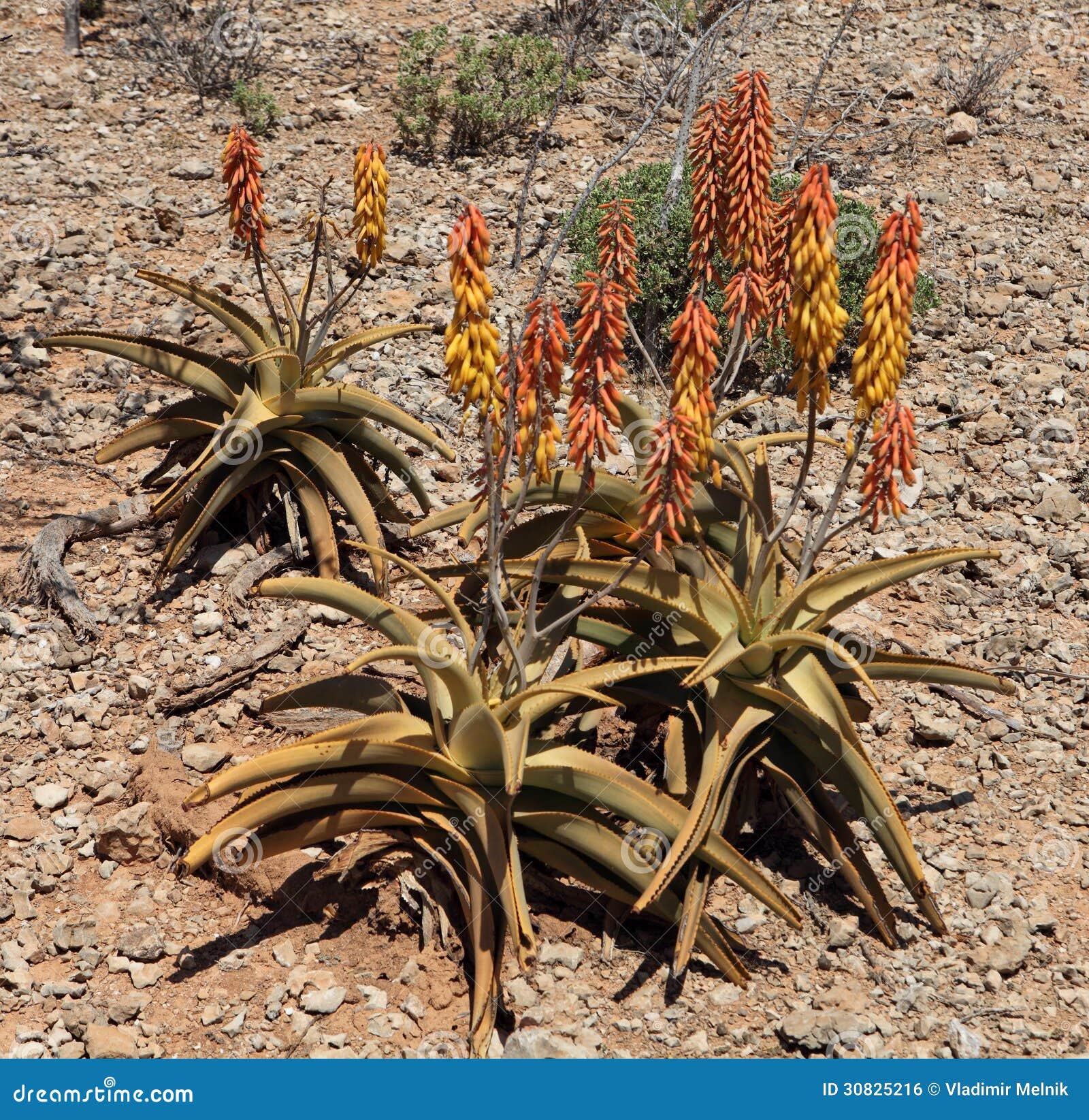 Aloe stock photo. Image of health, arid, bitter, remedy - 30825216