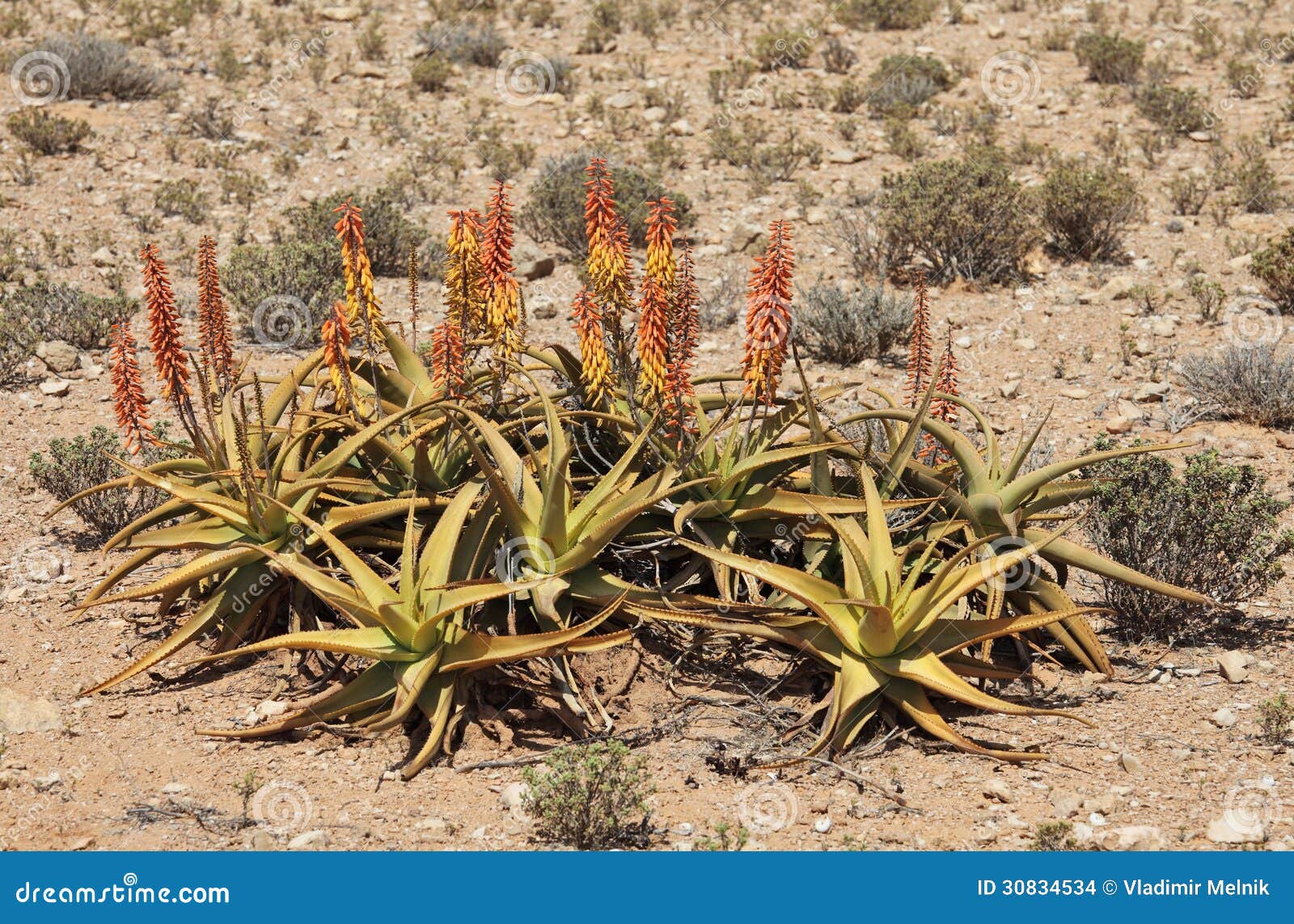Aloe stock photo. Image of growing, path, leaf, medicine - 30834534