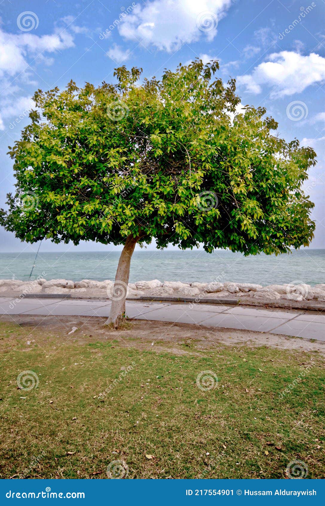 Alon Tree at Al Khobar Corniche Stock Image - Image of nature, corniche ...