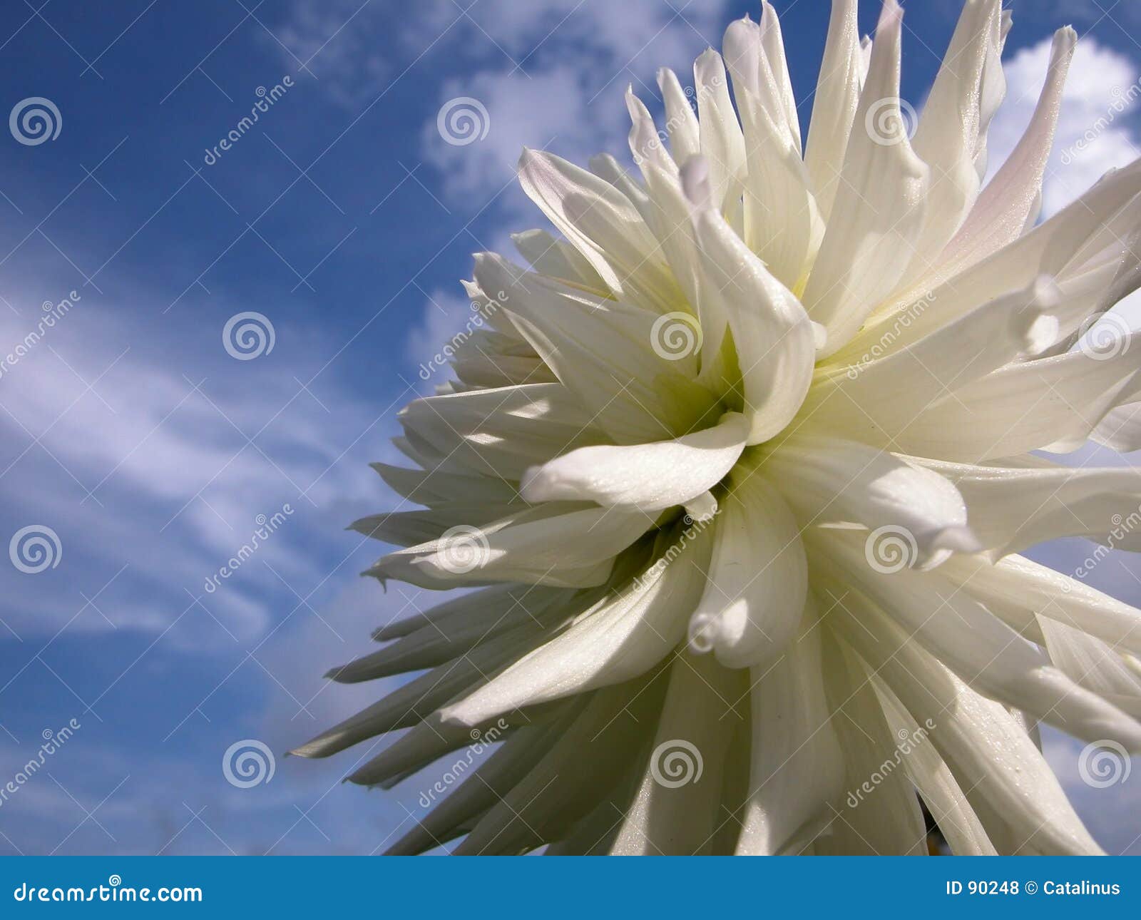 Alone 2 stock photo. Image of flora, dahlia, blossom, botanical - 90248