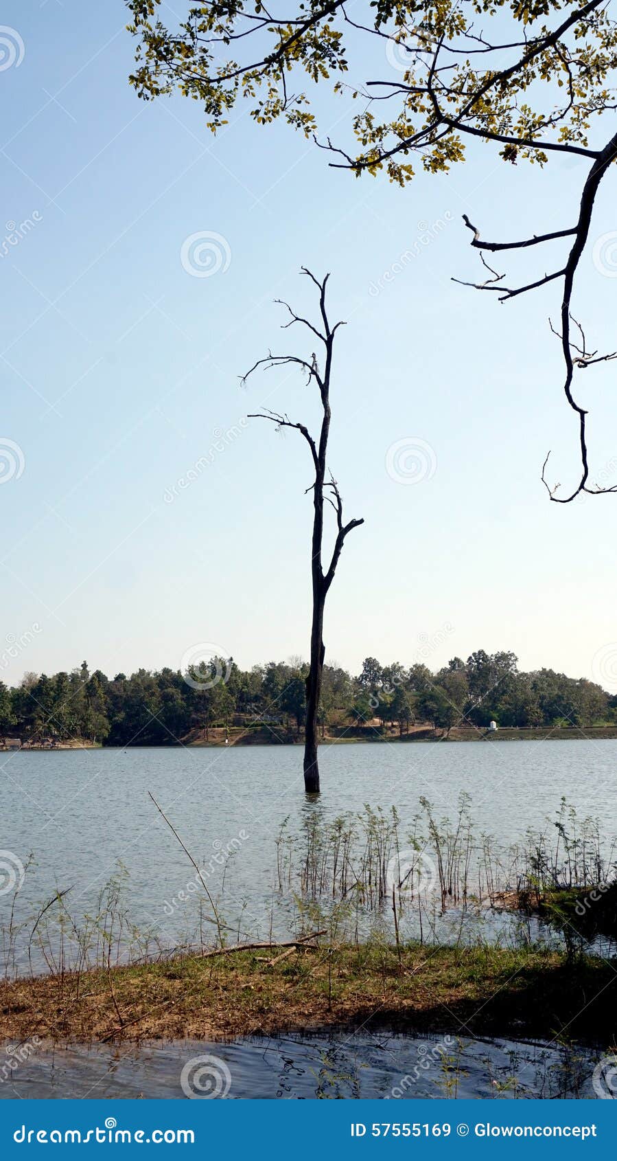 Alone Abstract Concept, Dead Tree in the Middle of Lake Stock Image ...