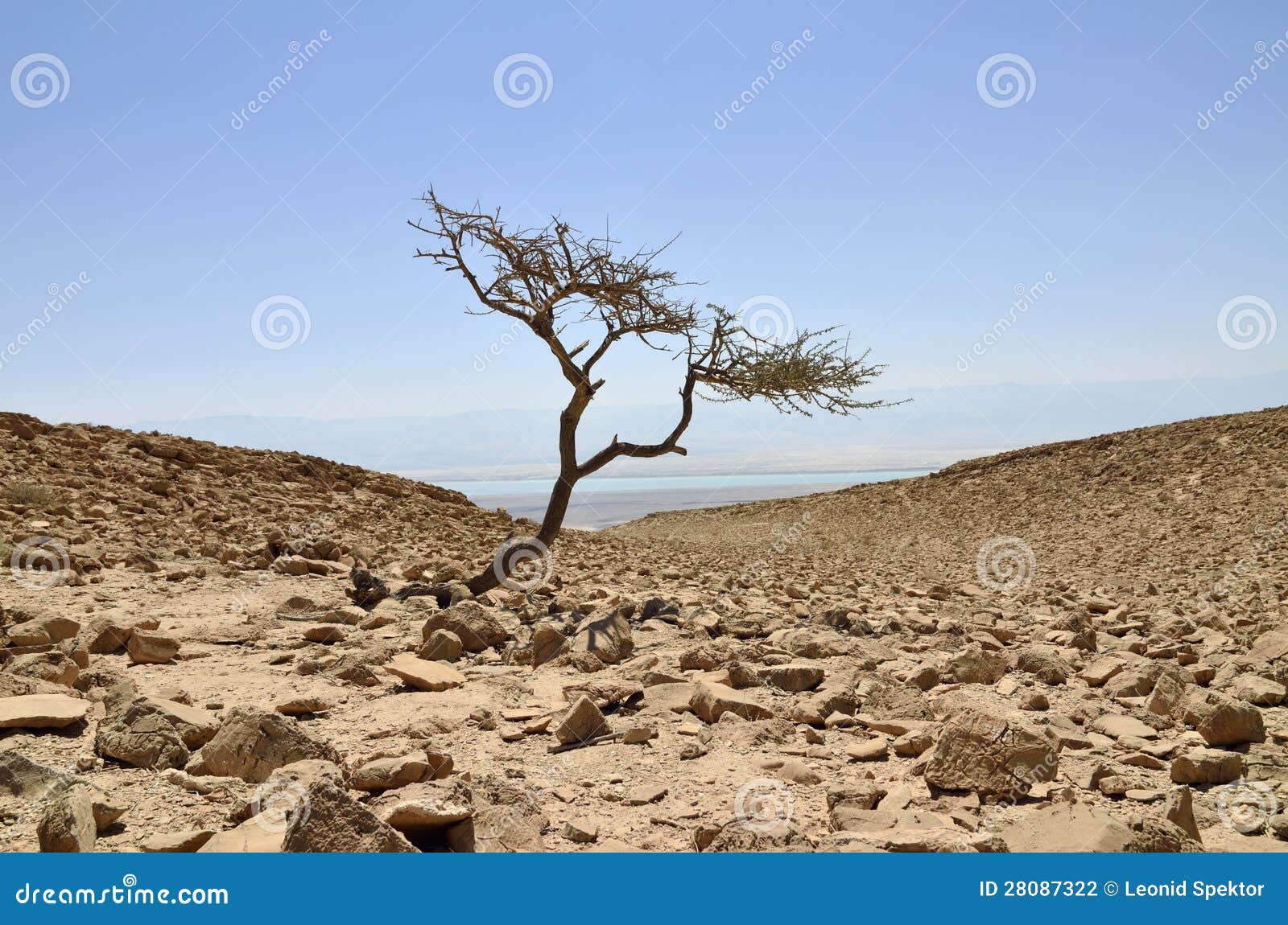 Alone Acacia Tree in Judea Desert. Stock Photo - Image of lonely ...