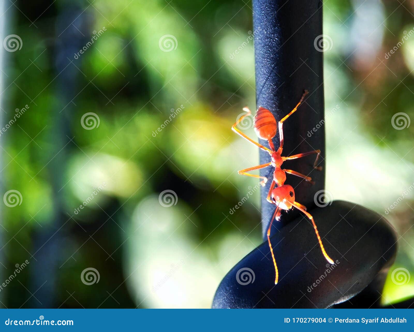 Alone ant at black rope stock photo. Image of rope, alone - 170279004