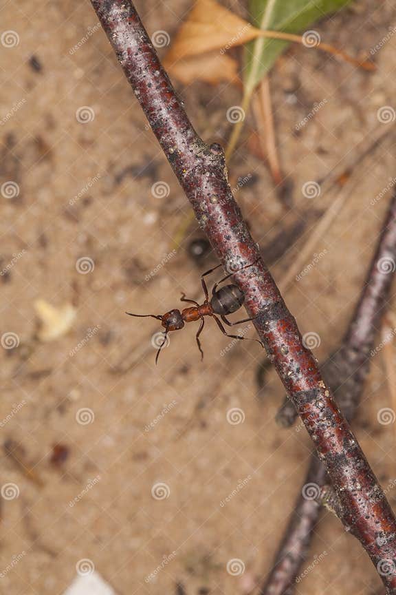 Alone ant stock image. Image of alone, foliage, exterminate - 59176223
