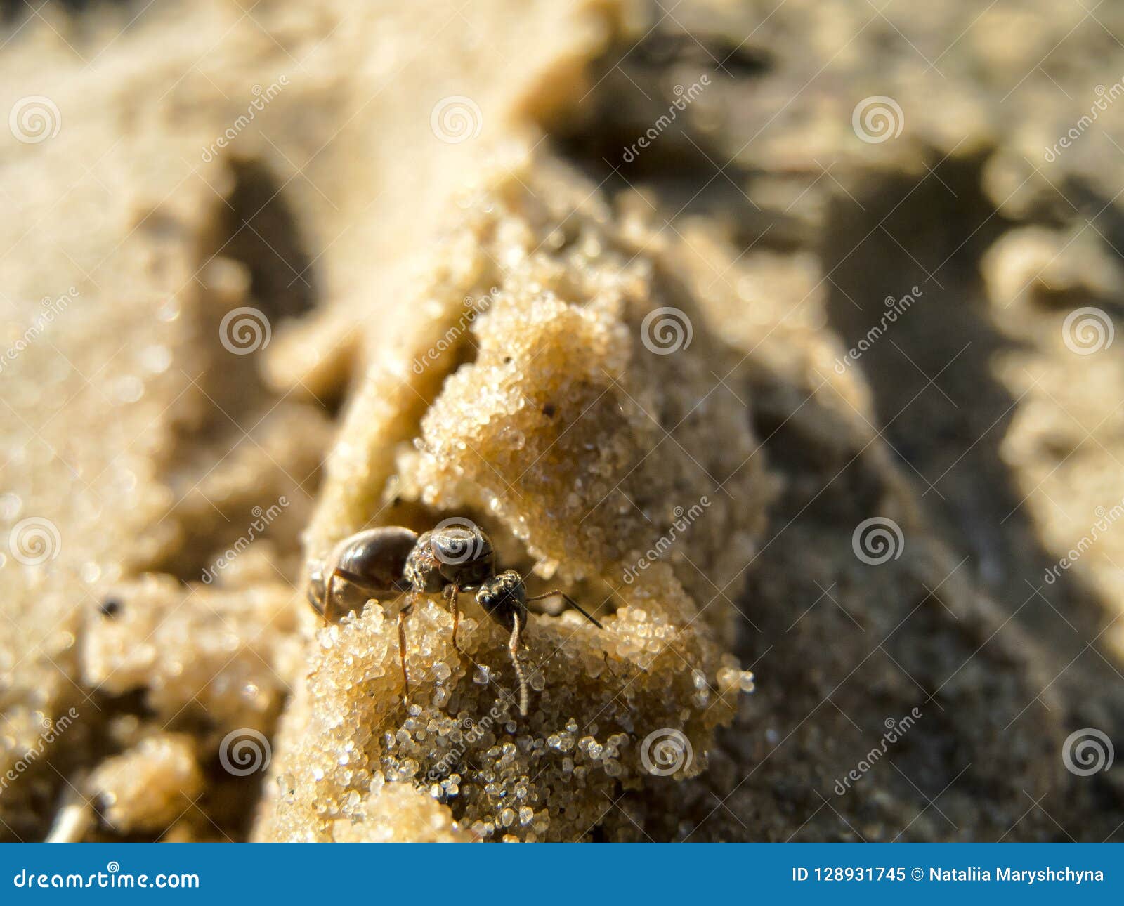 Alone Ant on the Yellow Sand Closeup Stock Image - Image of animal ...