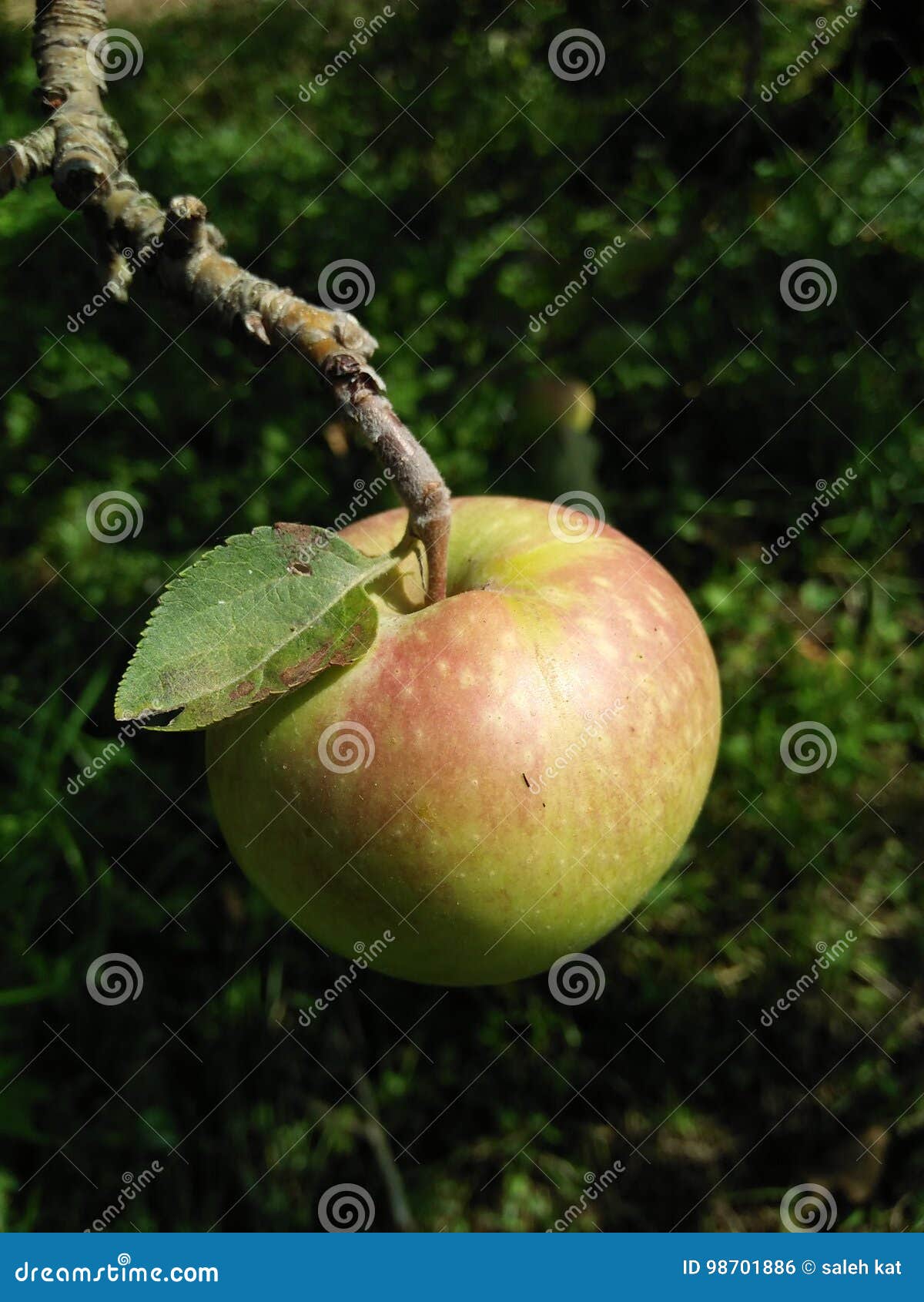 Alone stock photo. Image of batu, apple, malang, alone - 98701886