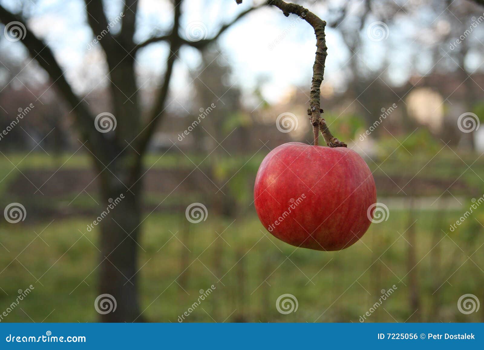 2,383 Alone Apple Tree Stock Photos - Free & Royalty-Free Stock Photos ...