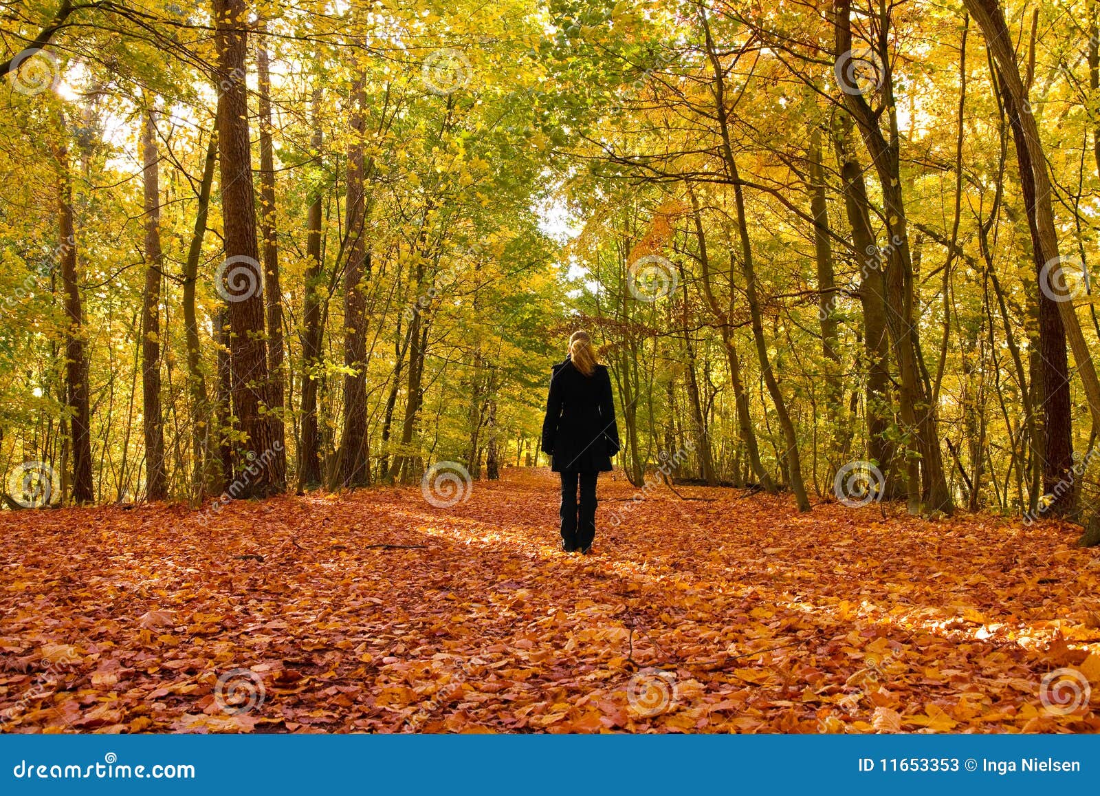 Alone in autumn forest stock image. Image of autumn, forest - 11653353