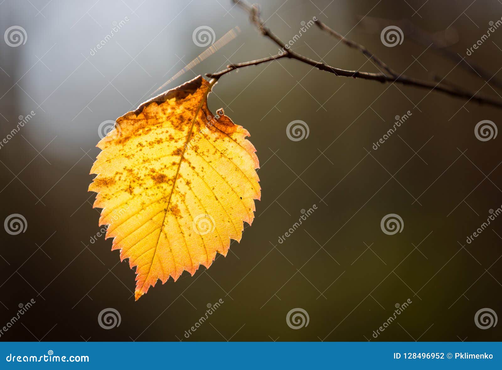 Alone Autumn Leaf on Aspen Twig Stock Photo - Image of foliage, brown ...