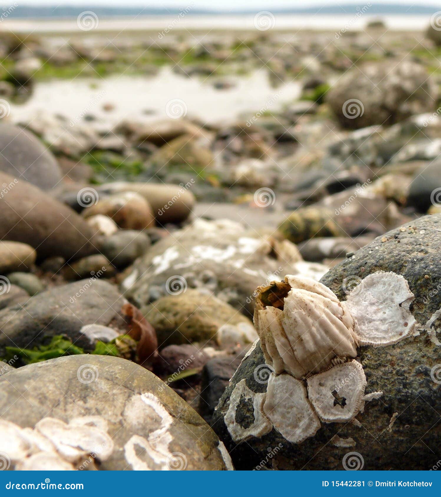Alone Barnacle on Double Bluff Beach Stock Image - Image of shell ...