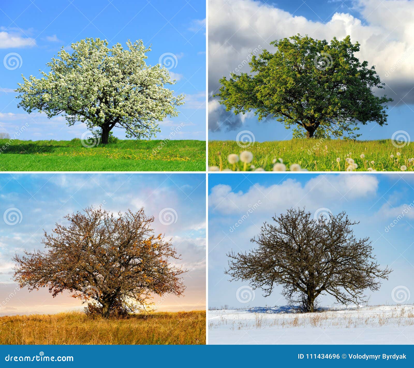 221 Four Seasons Tree Banner Stock Photos - Free & Royalty-Free Stock ...