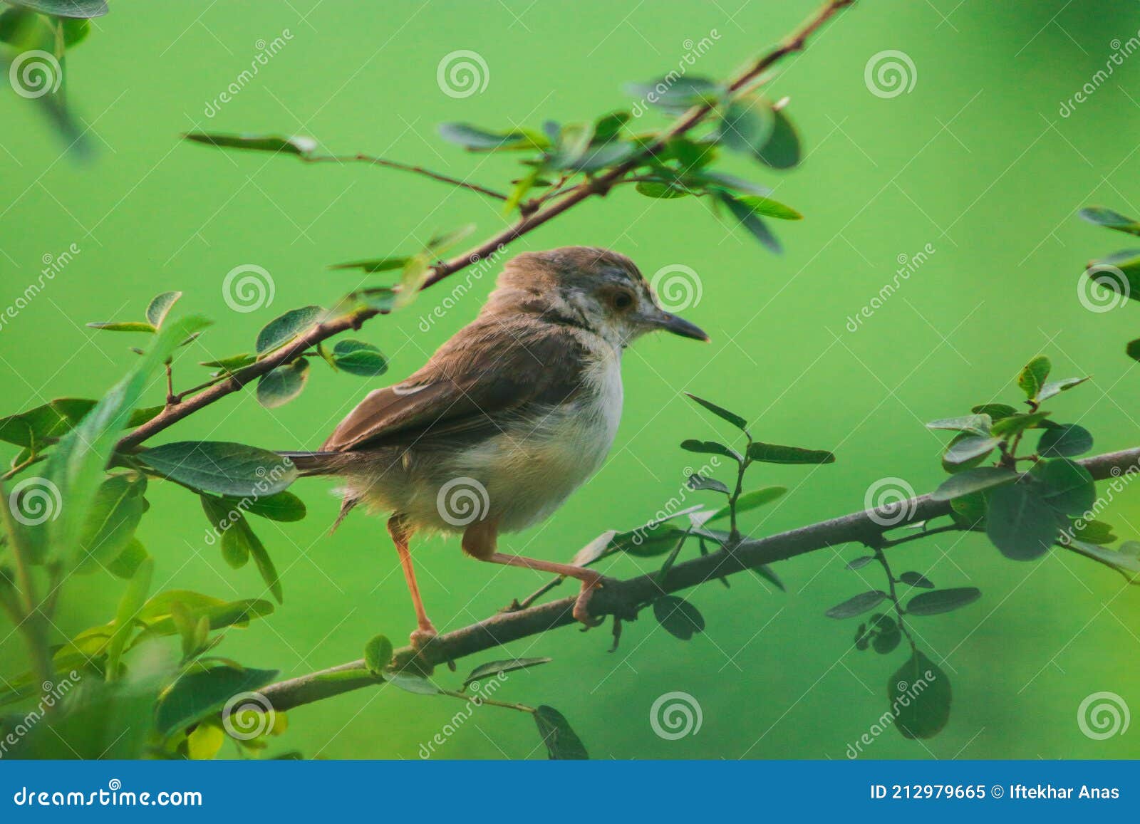 The alone bird stock image. Image of tree, finch, flower - 212979665