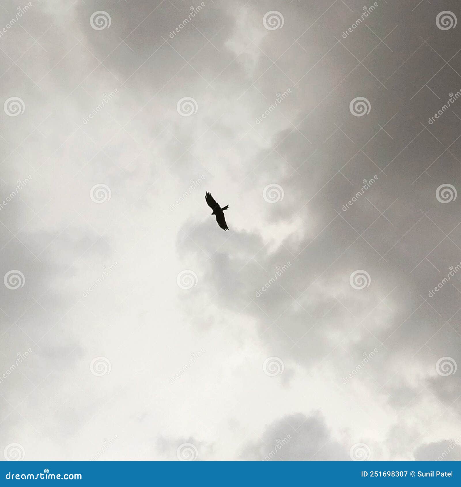 Alone Bird Flying in the Sky Stock Image - Image of camerawale, alone ...